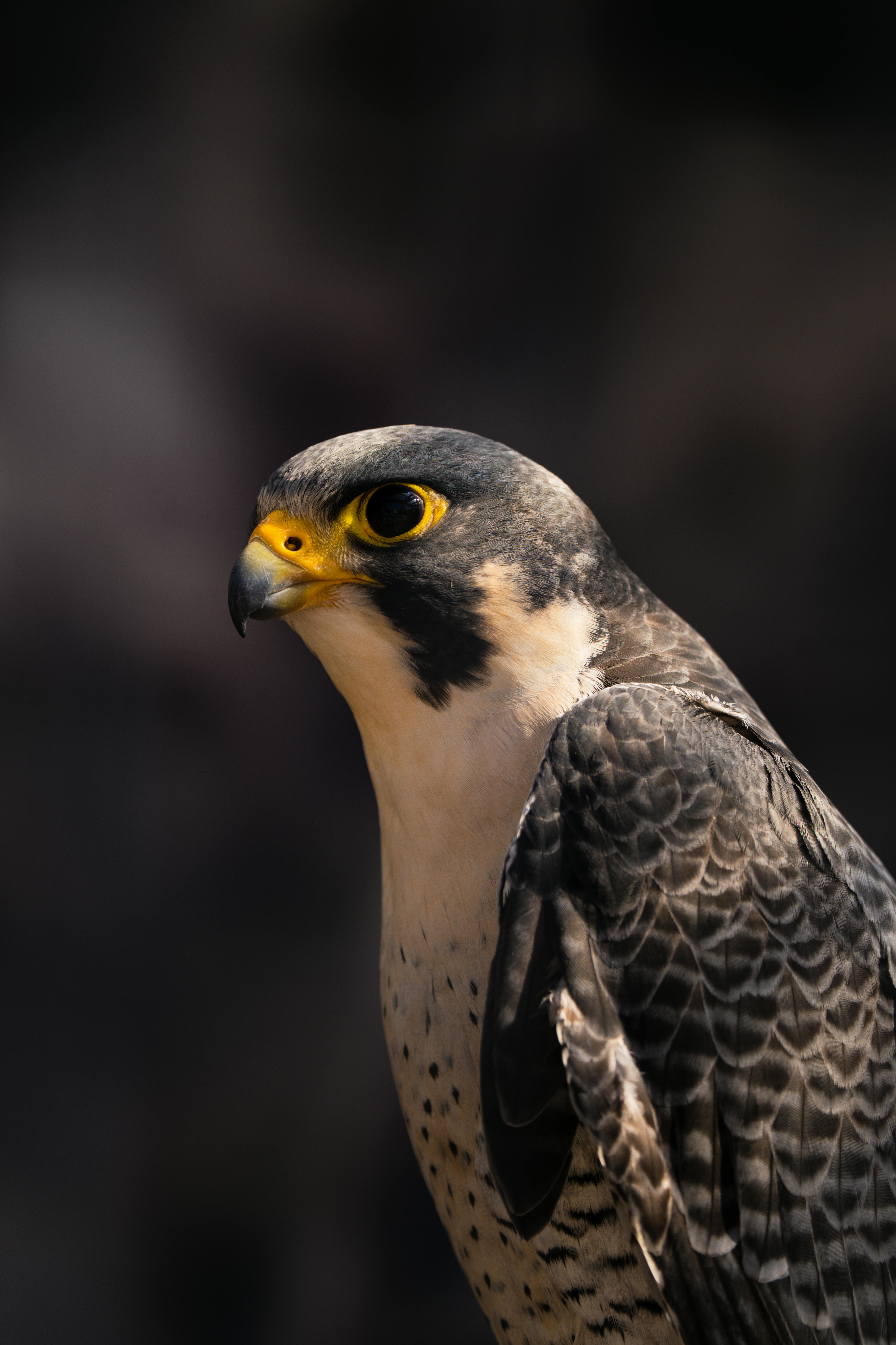 Close-Up Photography Of Falcon · Free Stock Photo