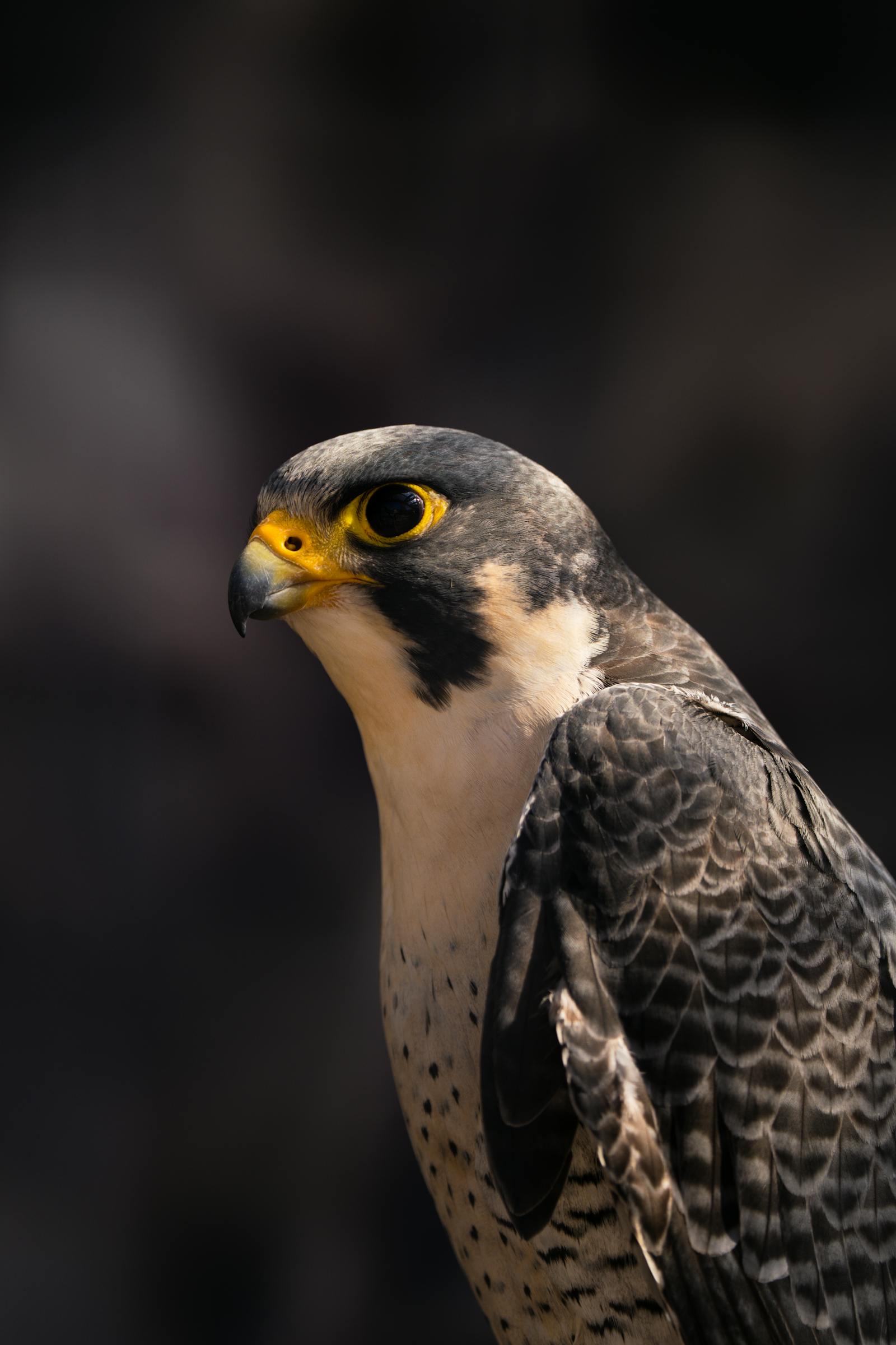 Peregrine Falcon Photos, Download The BEST Free Peregrine Falcon Stock ...