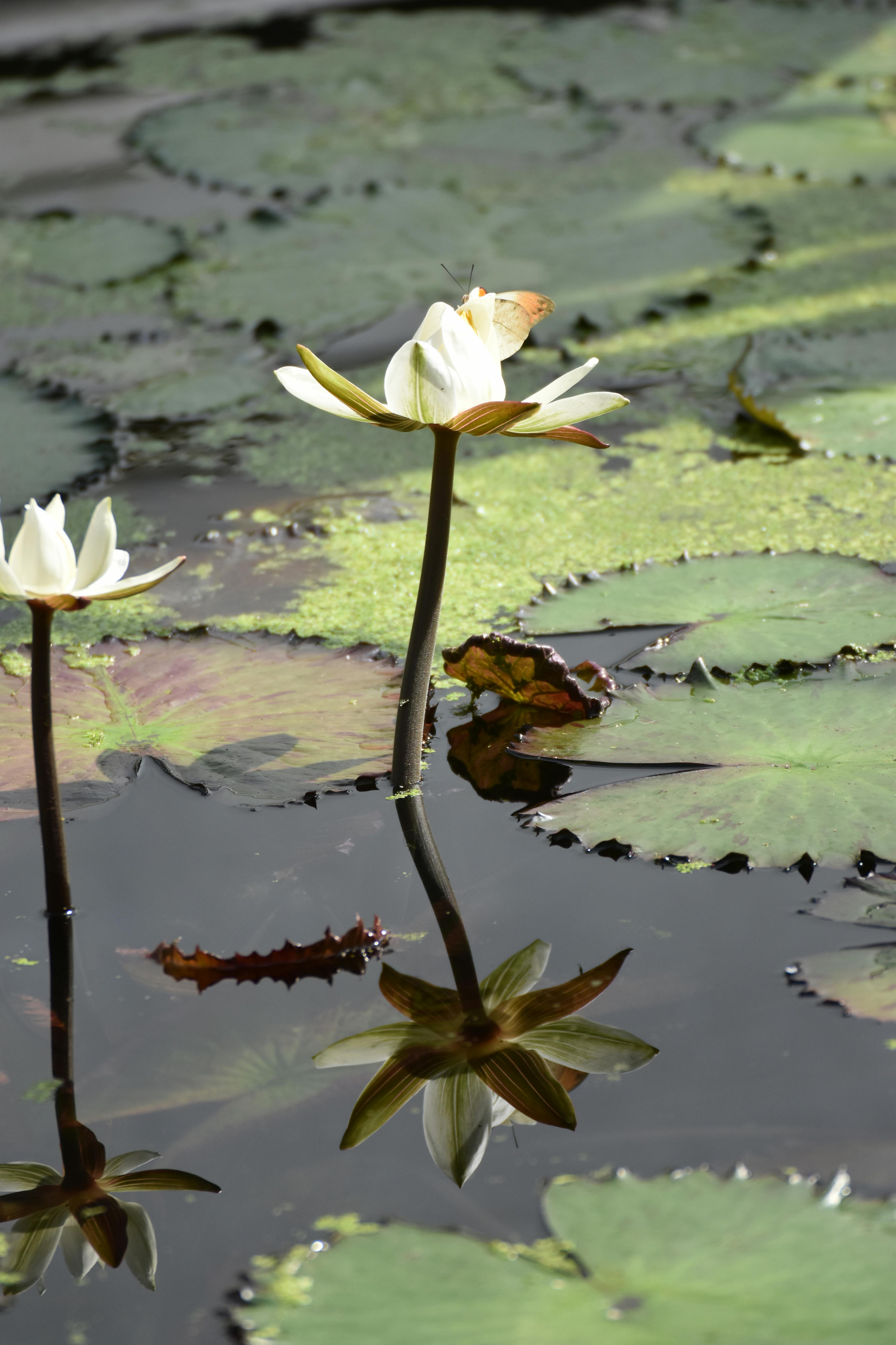 Close-up of White Lotuses in a Body of Water · Free Stock Photo