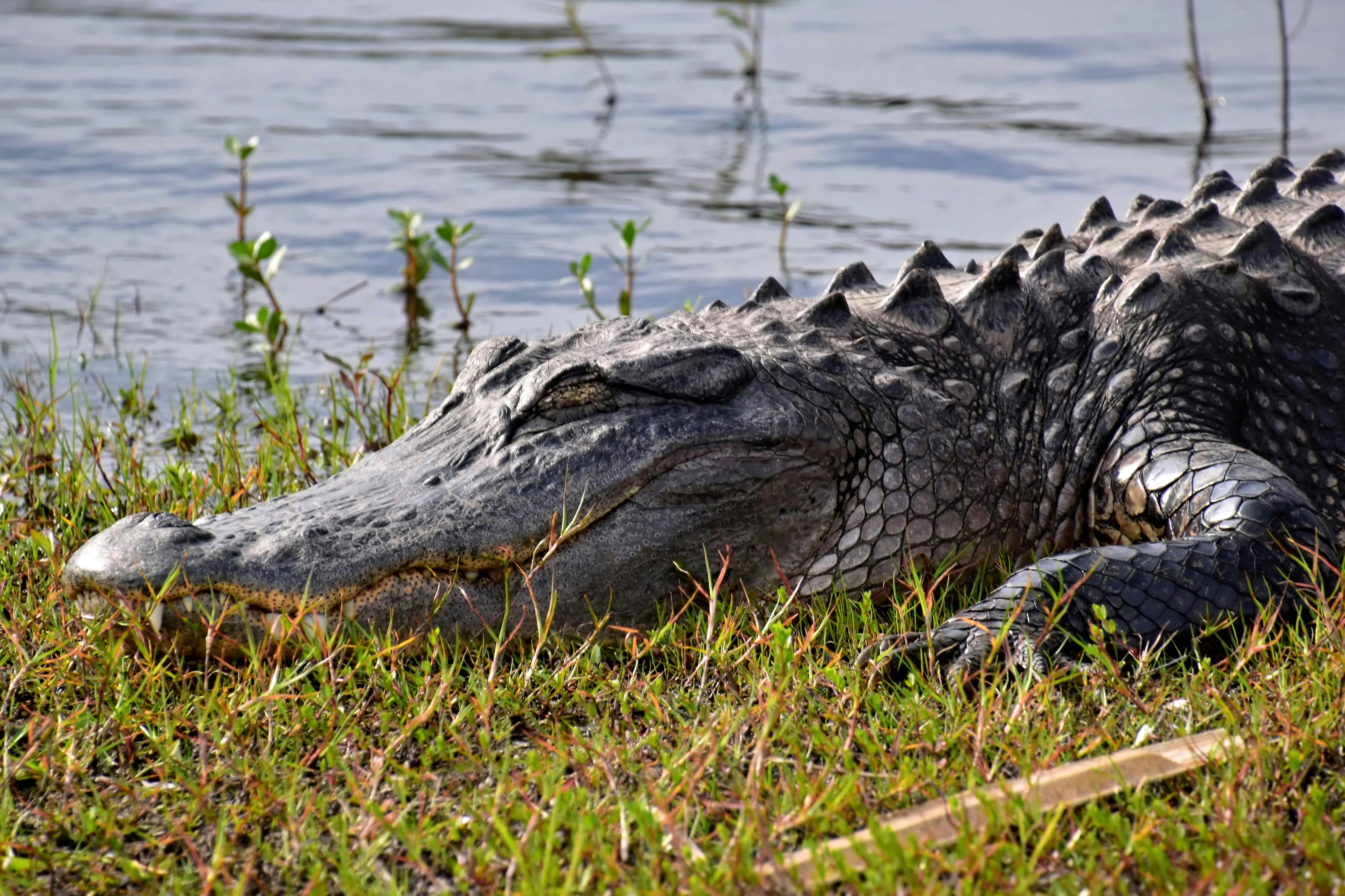 Big Alligator Photos, Download The BEST Free Big Alligator Stock Photos ...
