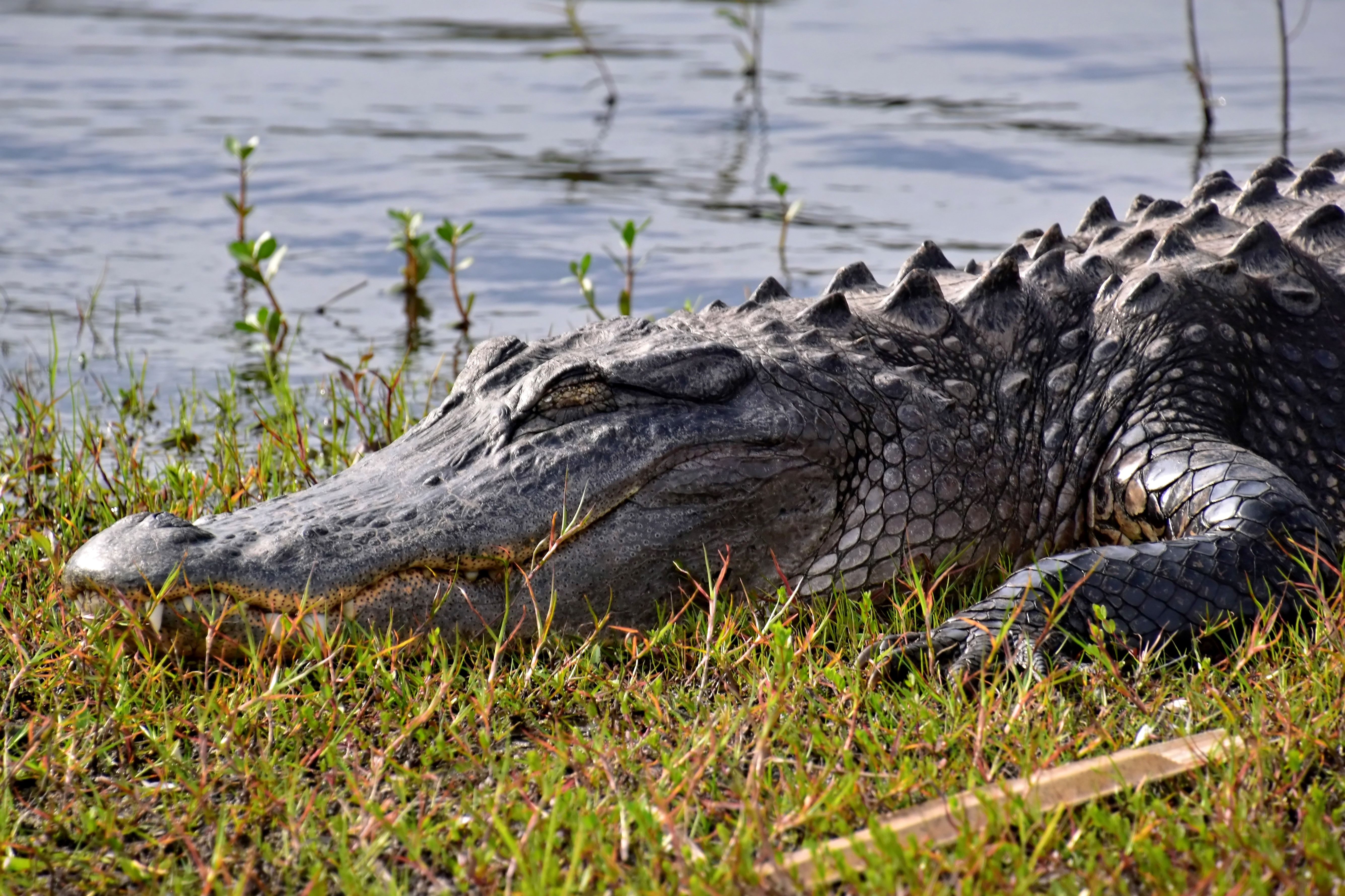 Wiens Gator Photos, Download The BEST Free Wiens Gator Stock Photos ...