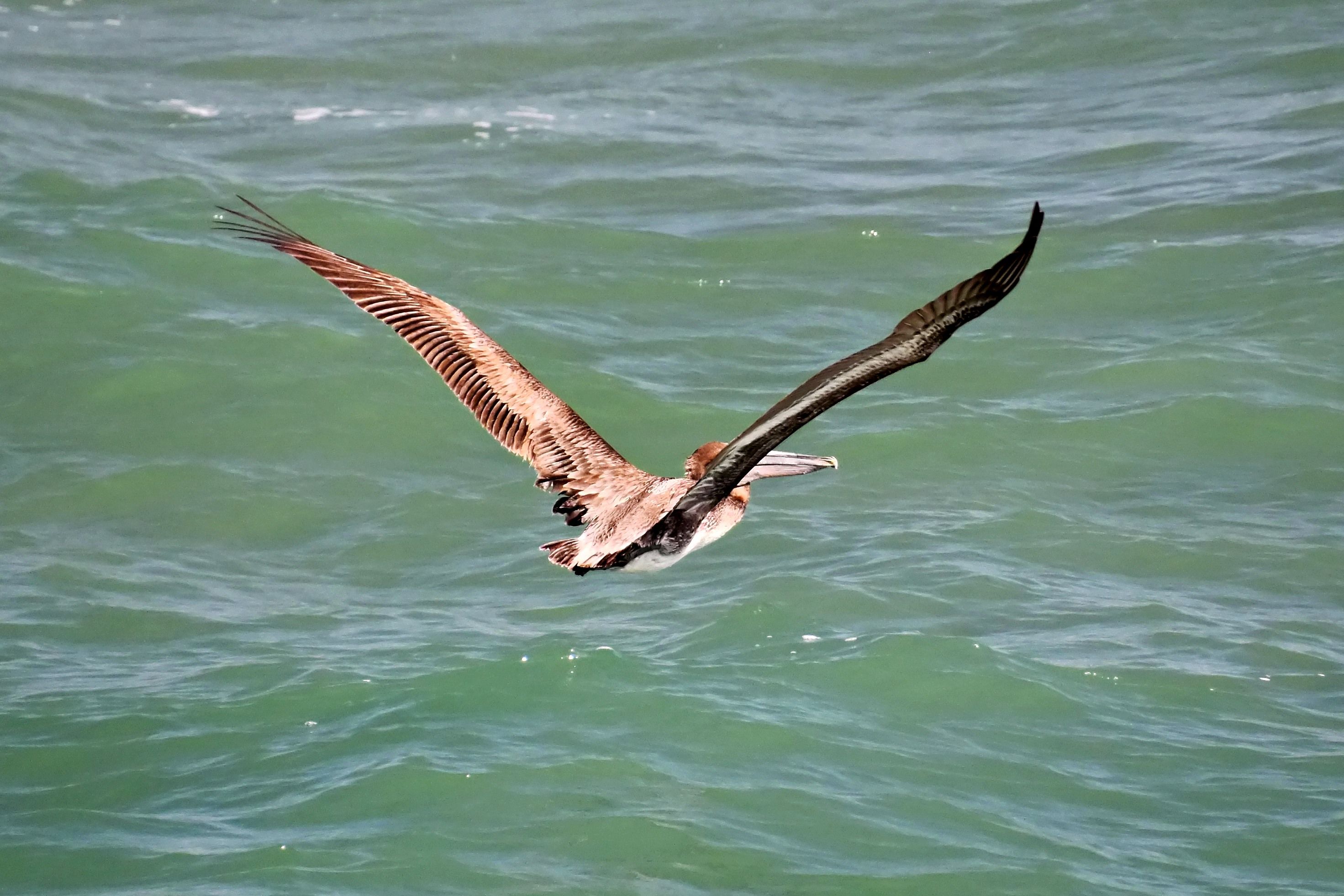 Close-up of a Pelican Flying over a Body of Water · Free Stock Photo
