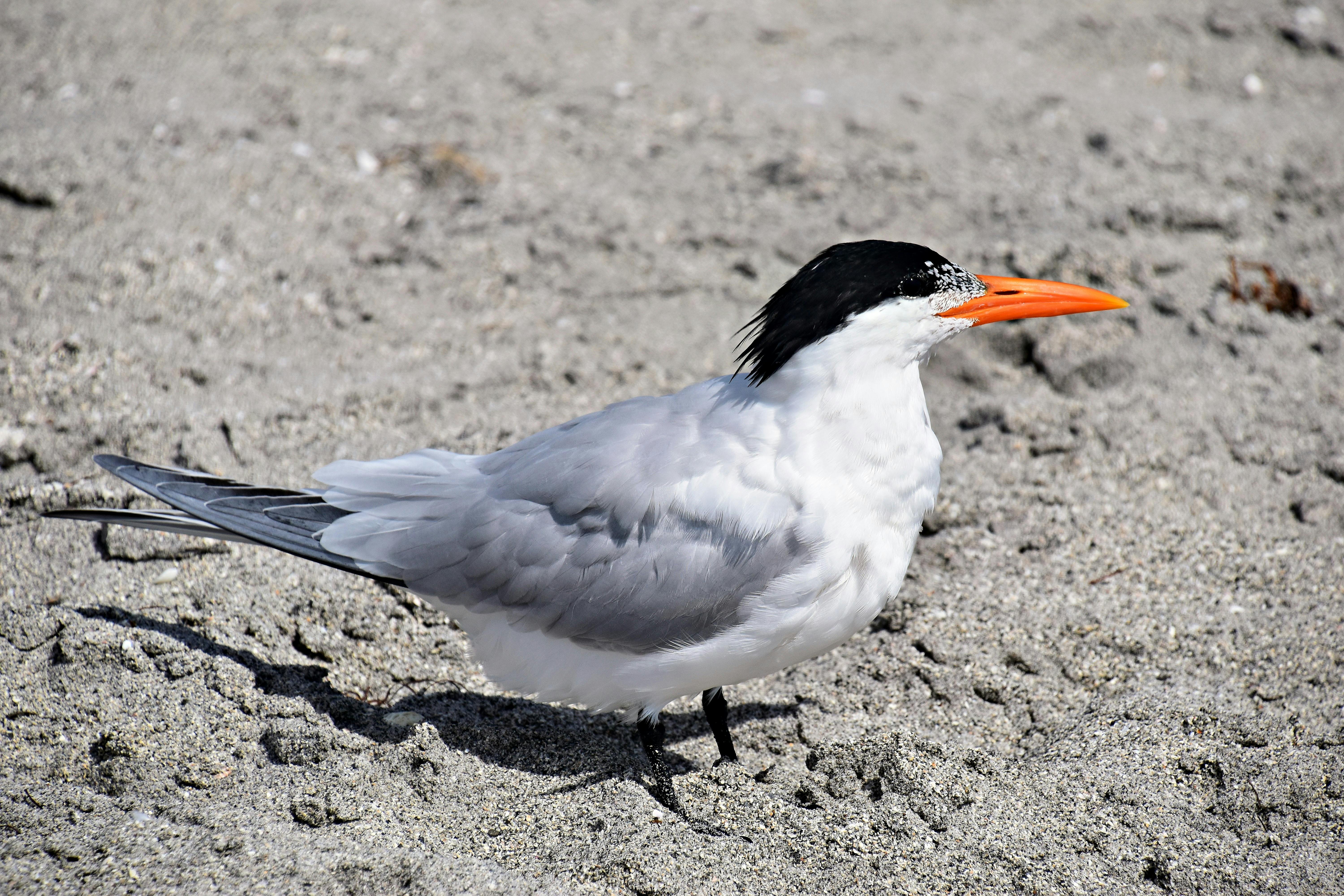Close-up of a Tern Standing on Sand · Free Stock Photo
