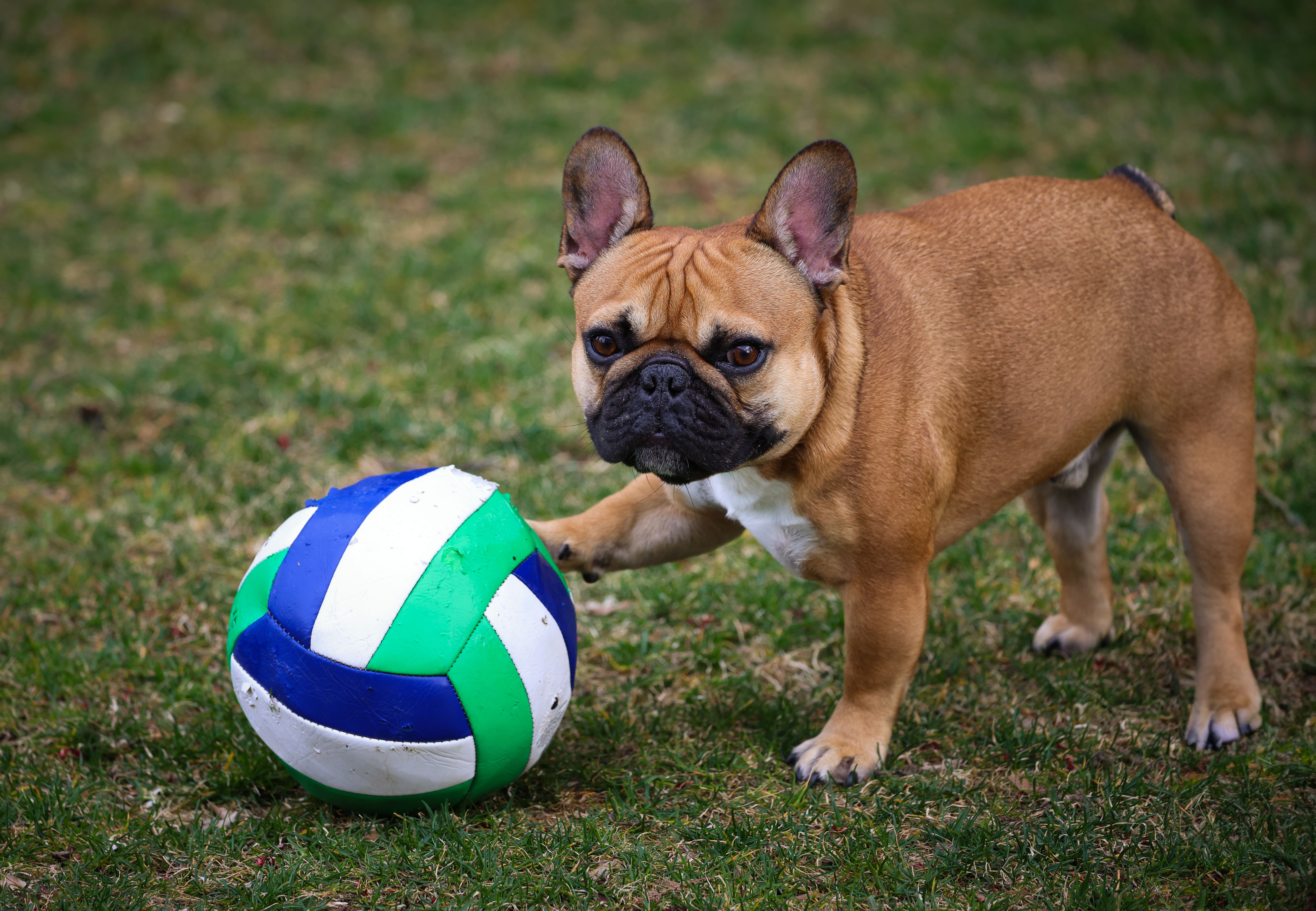 Rare Color Bulldog Puppies: Exquisite Finds in Kansas