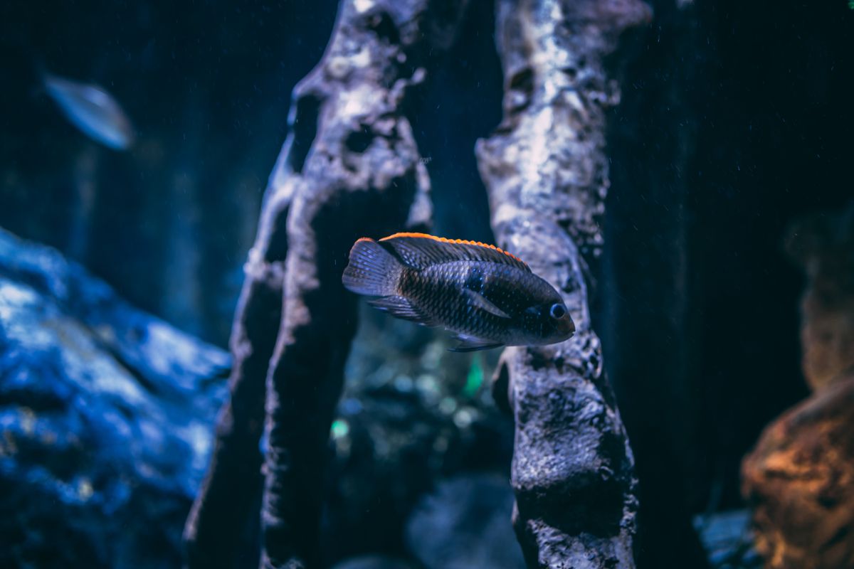 Geophagus Fish Care: Creating Optimal Aquarium Environments