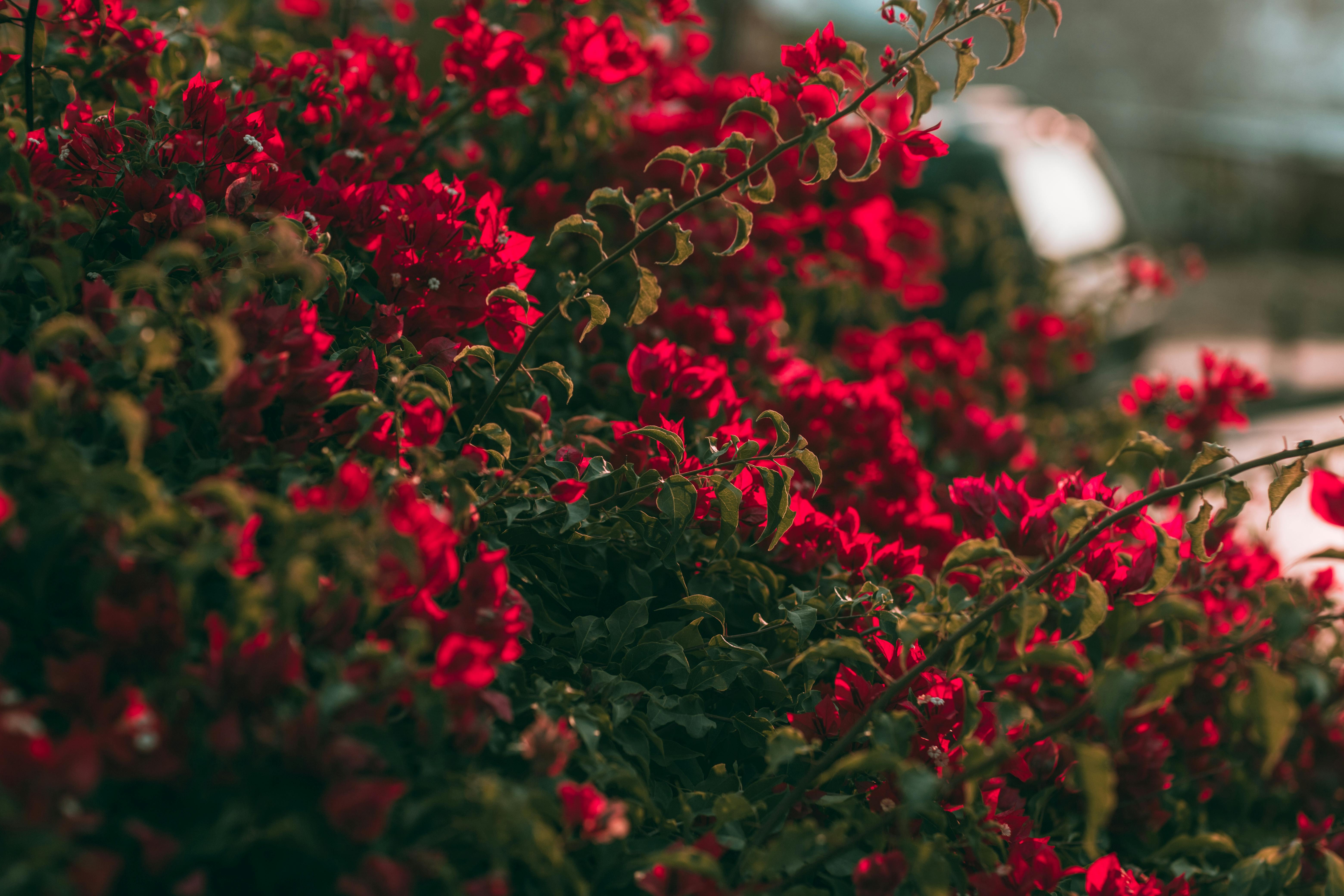 Red Petaled Flower · Free Stock Photo