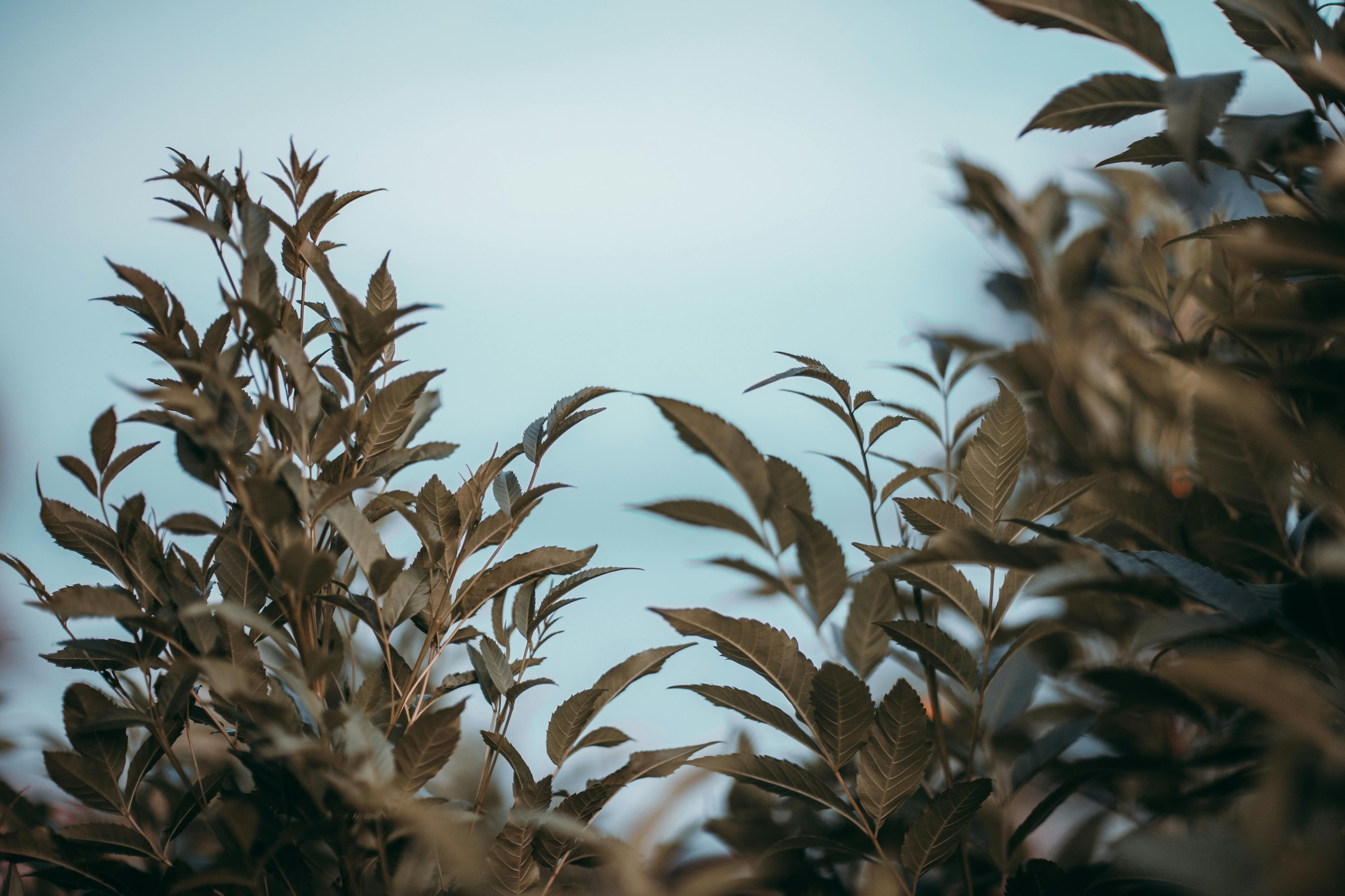 Picture of Green Shrubbery · Free Stock Photo