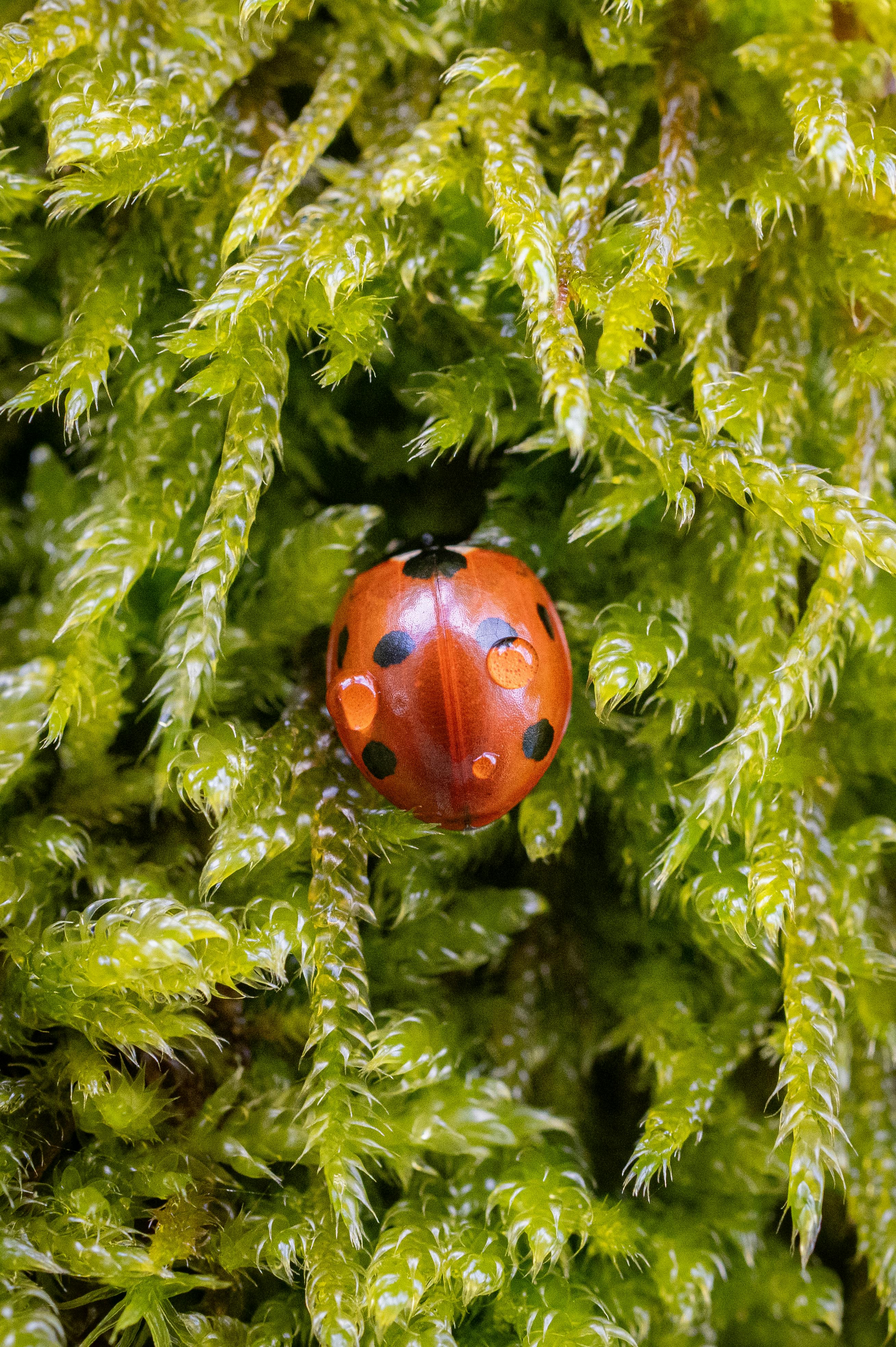 Ladybug on Leaves · Free Stock Photo