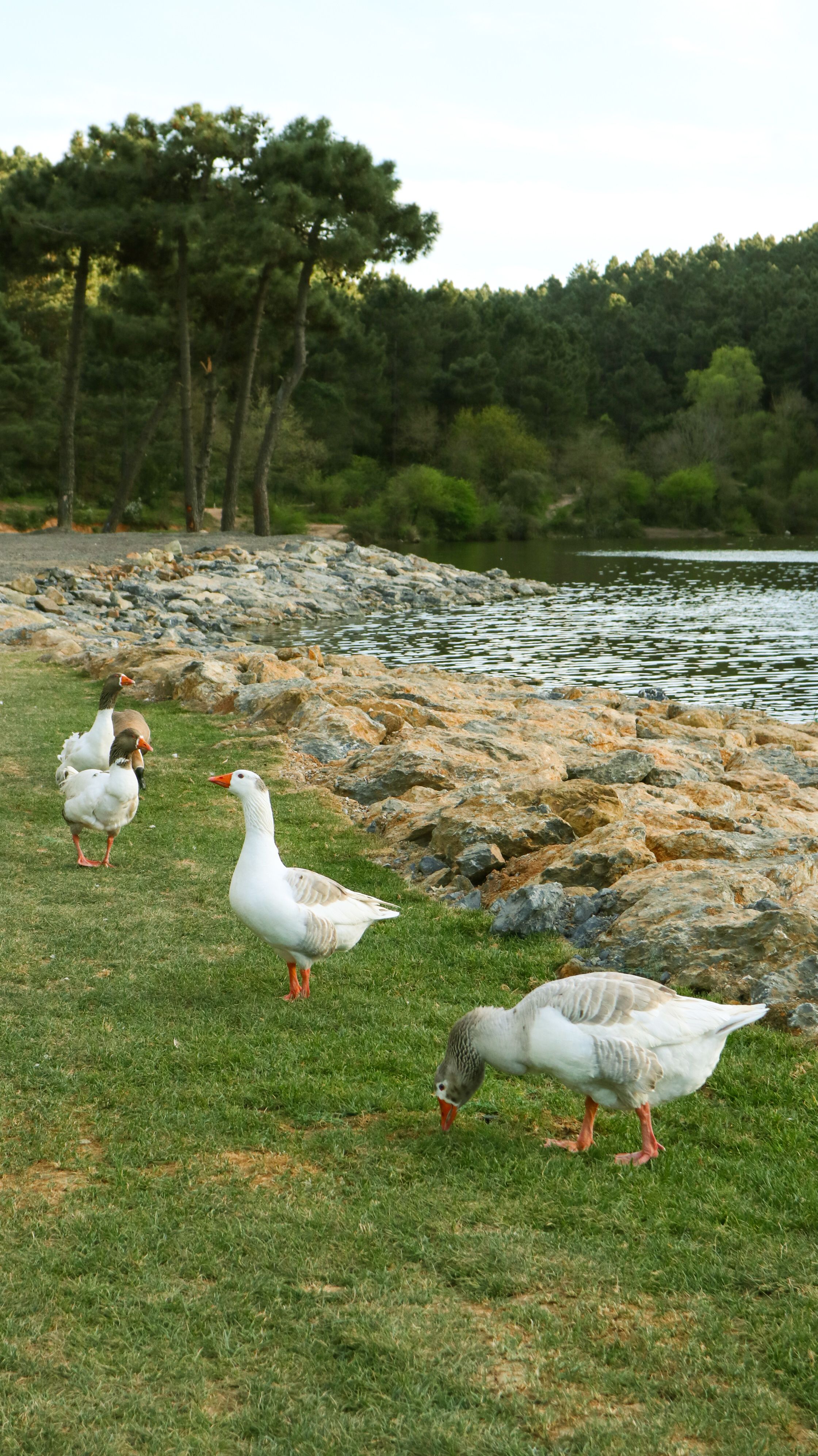 Bird Flock As Team Photos, Download The BEST Free Bird Flock As Team ...