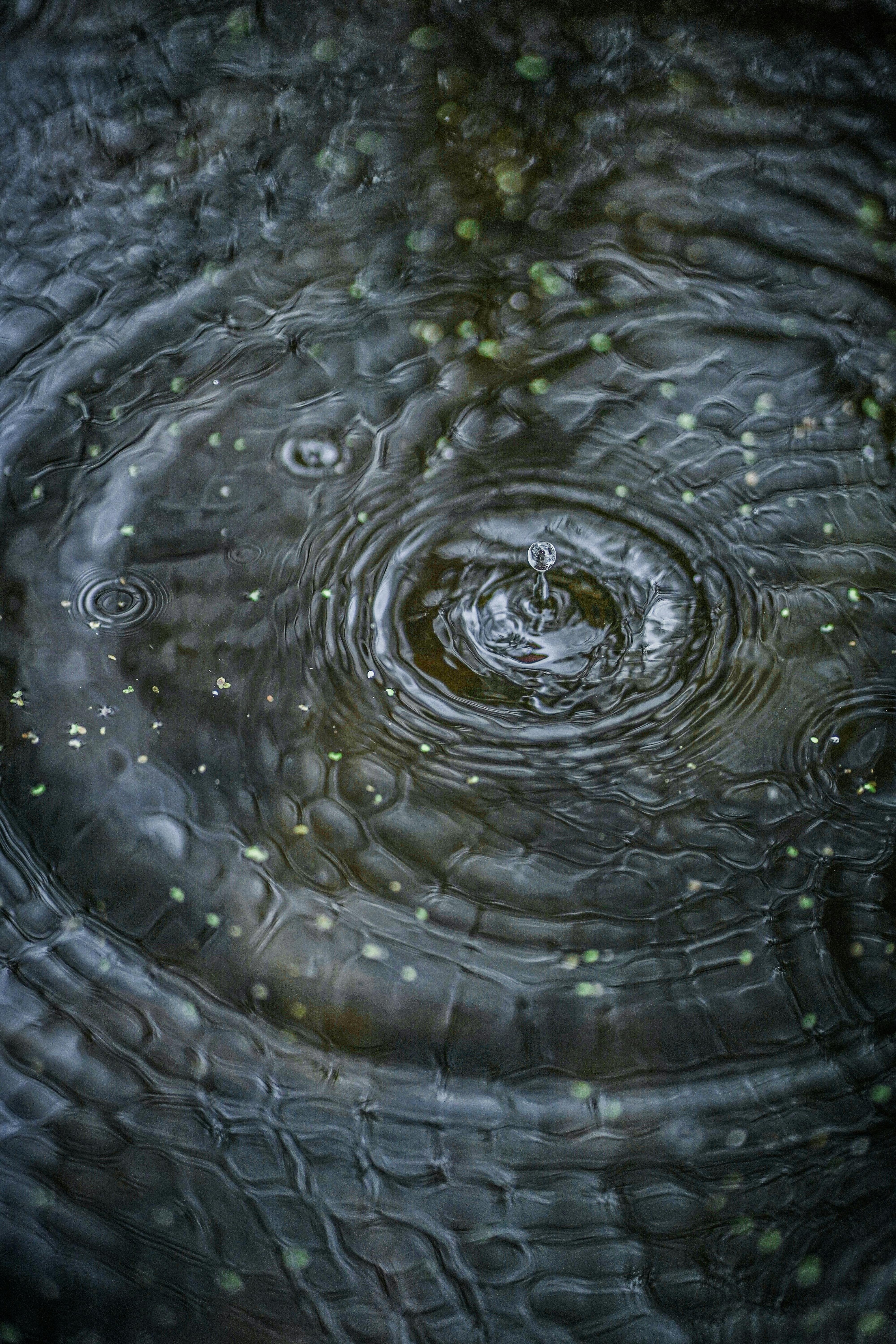 Rain Falling on Water · Free Stock Photo