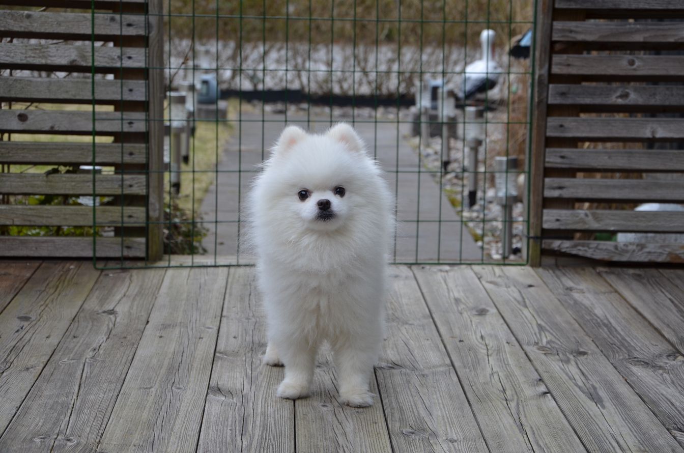 Meet the Pom Pom Purin Dog: Sanrio's Cutest Companion