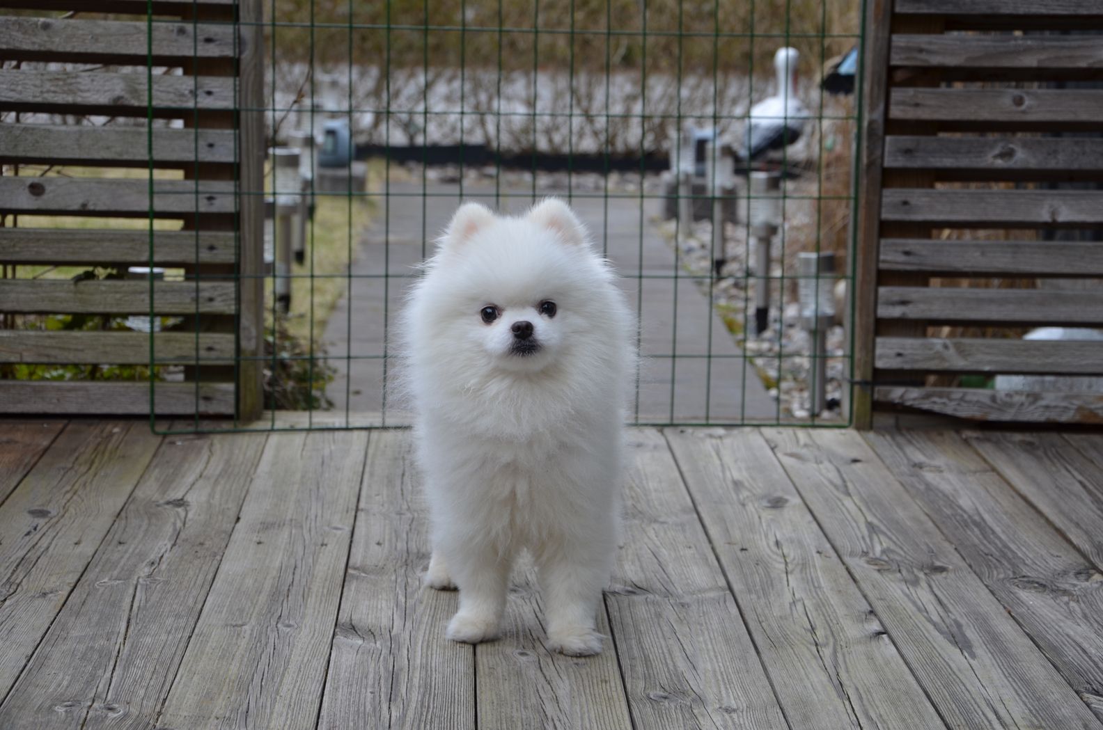 Meet the Pom Pom Purin Dog: Sanrio's Cutest Companion