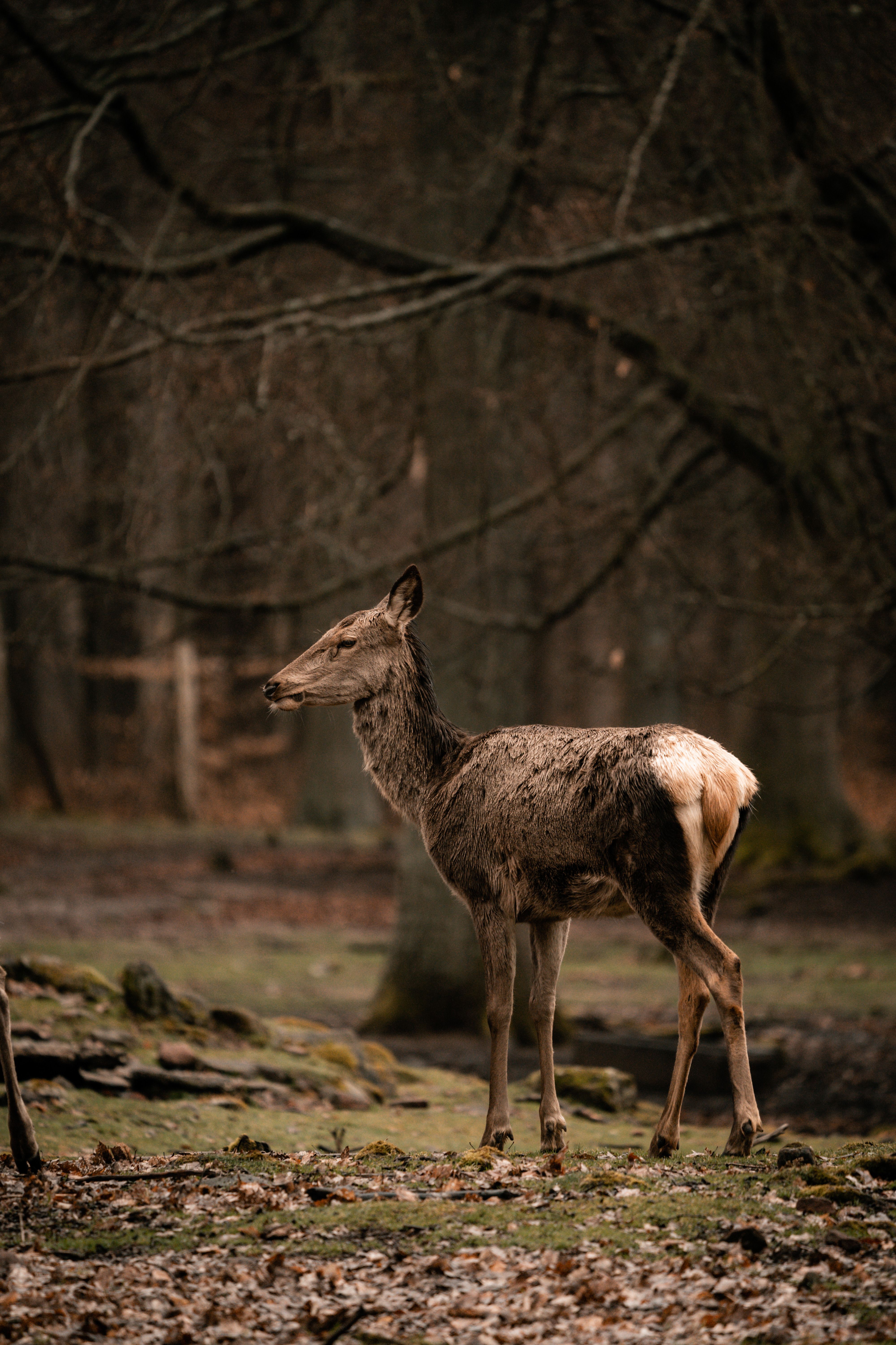Bactrian Deer in Forest · Free Stock Photo