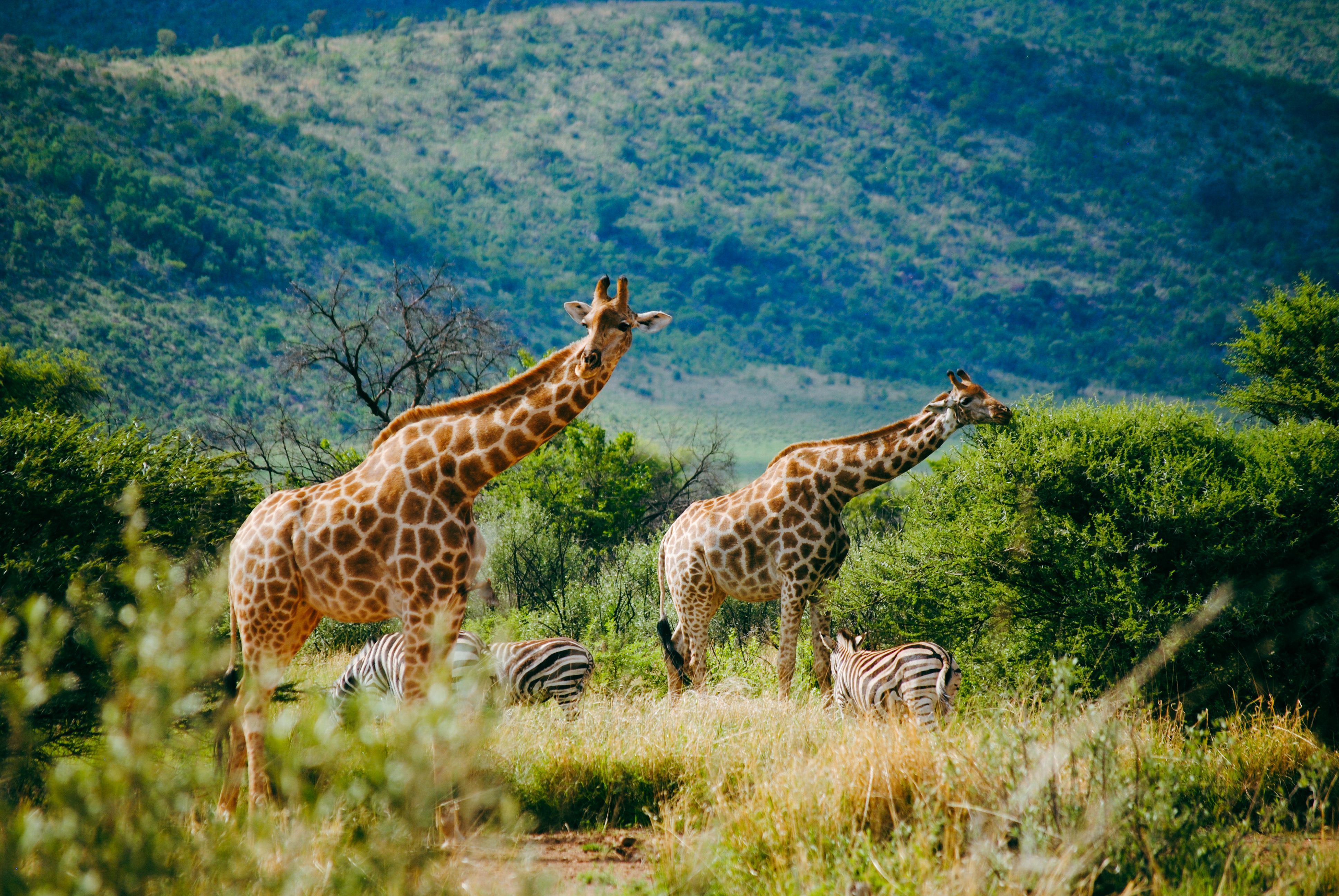 Zebras With Giraffes Photos, Download The BEST Free Zebras With ...