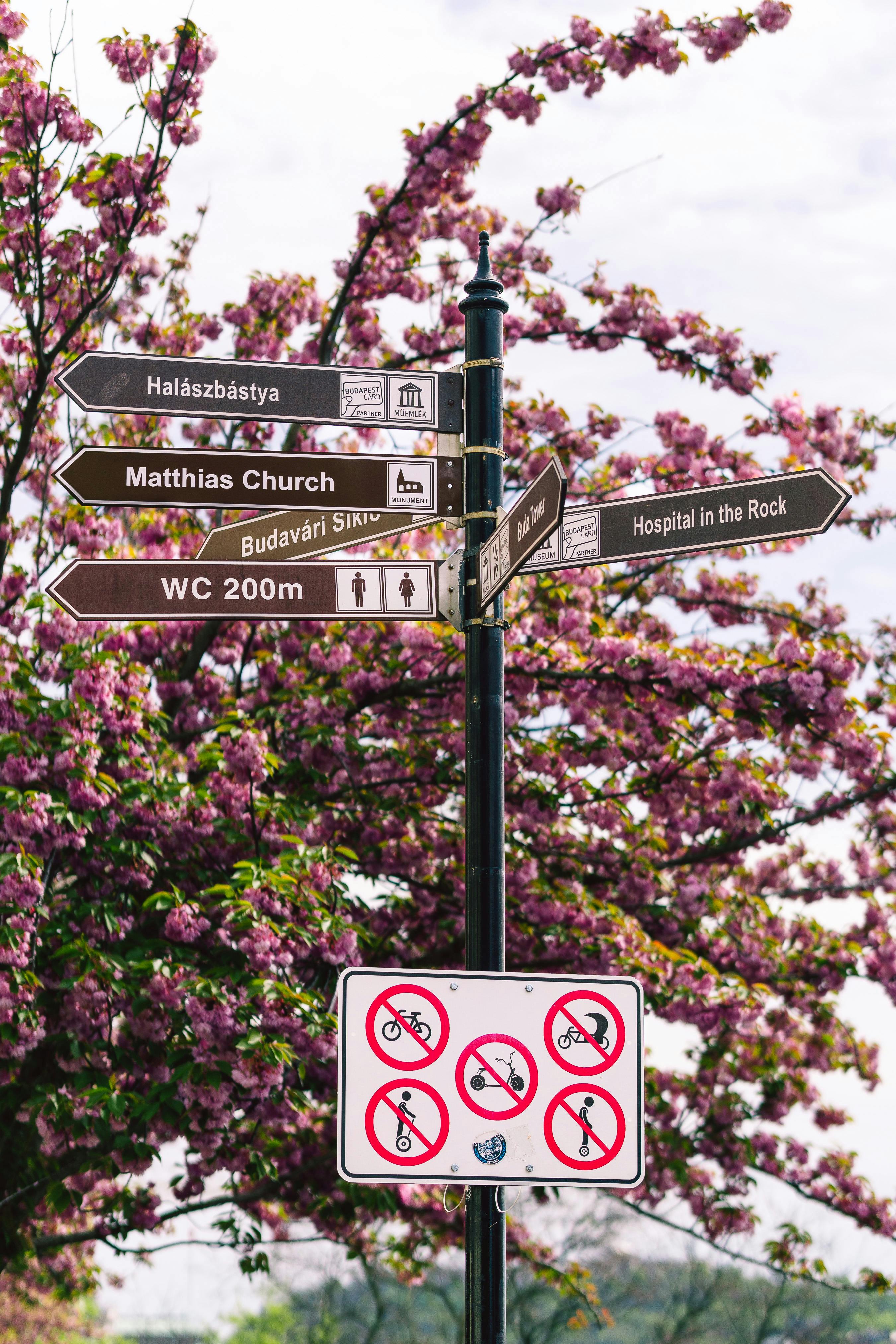 Road Sign and Directional Sign near Tree with Blossoms in Budapest ...