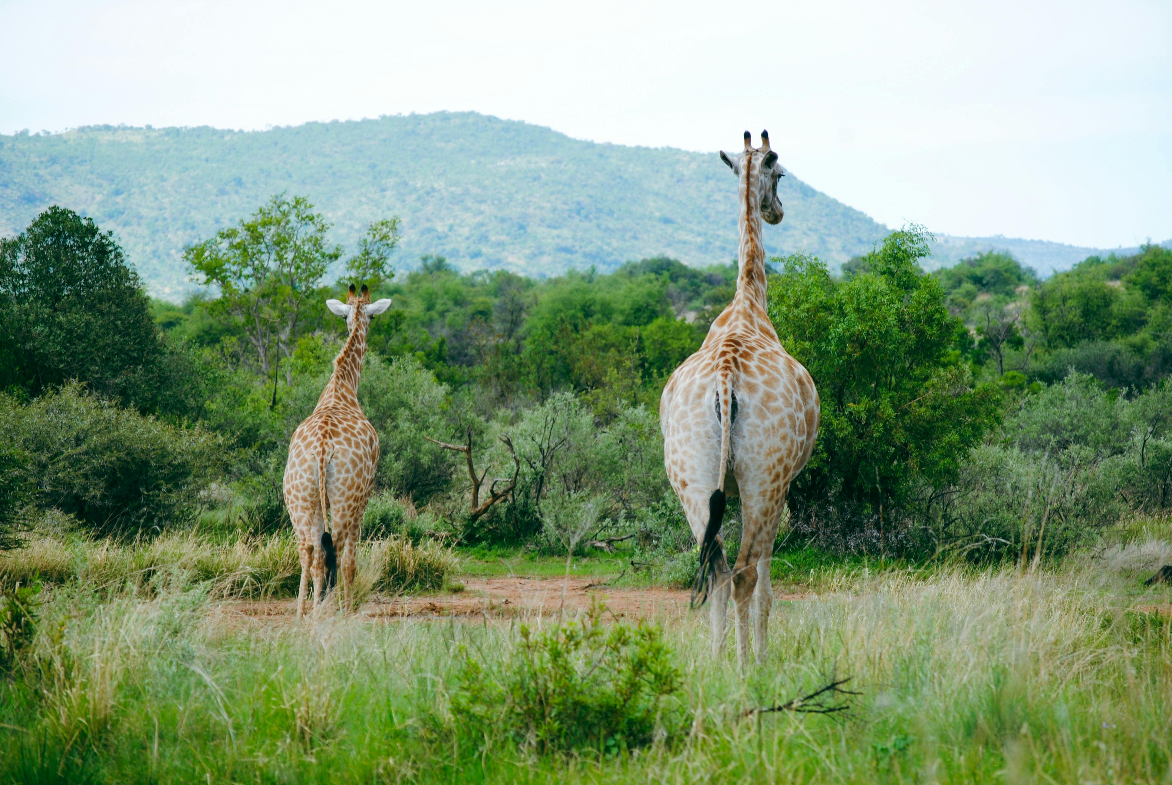 Back View of Giraffes · Free Stock Photo