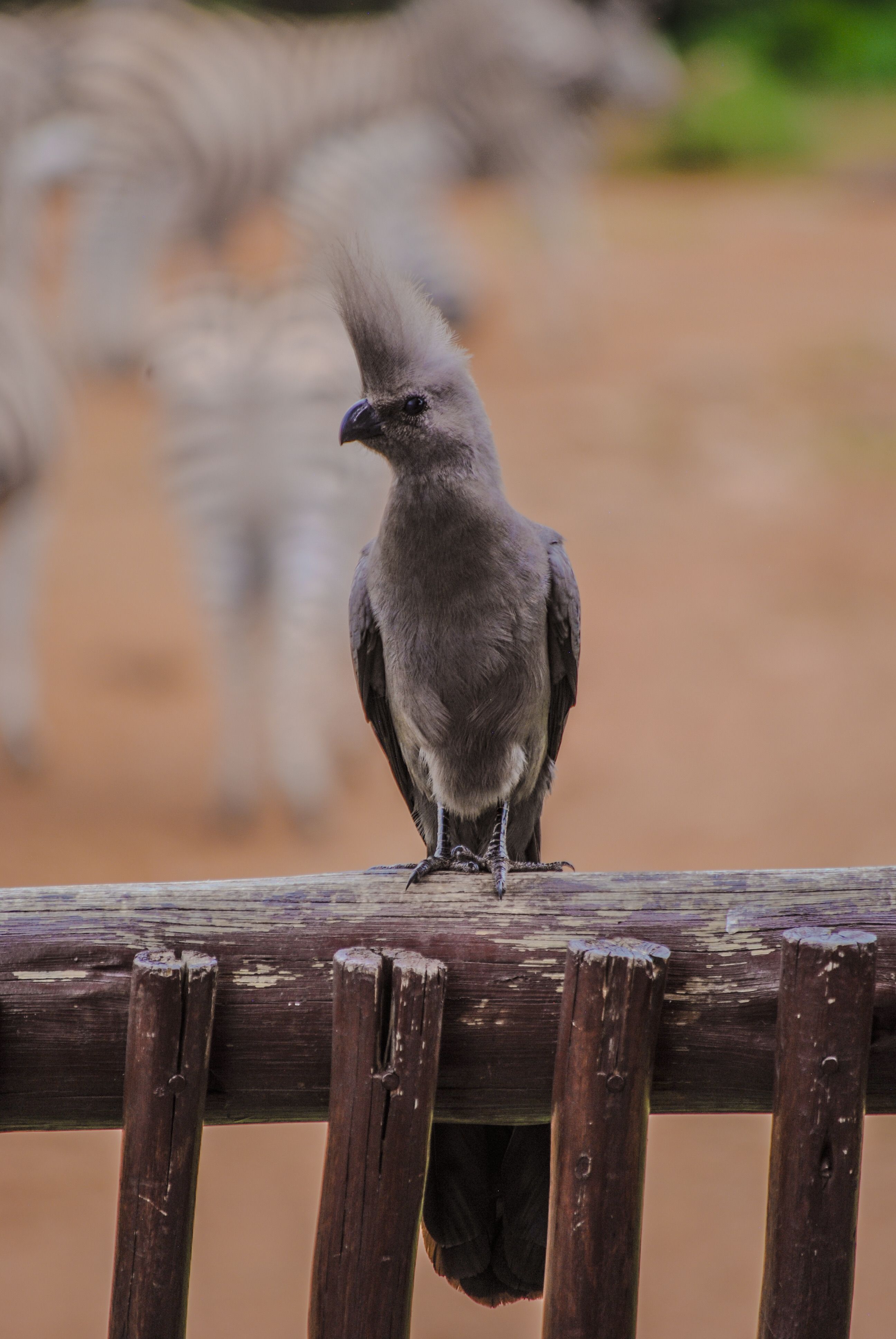 Close-up of a Grey Go-away-bird Sitting on a Wooden Fence · Free Stock ...