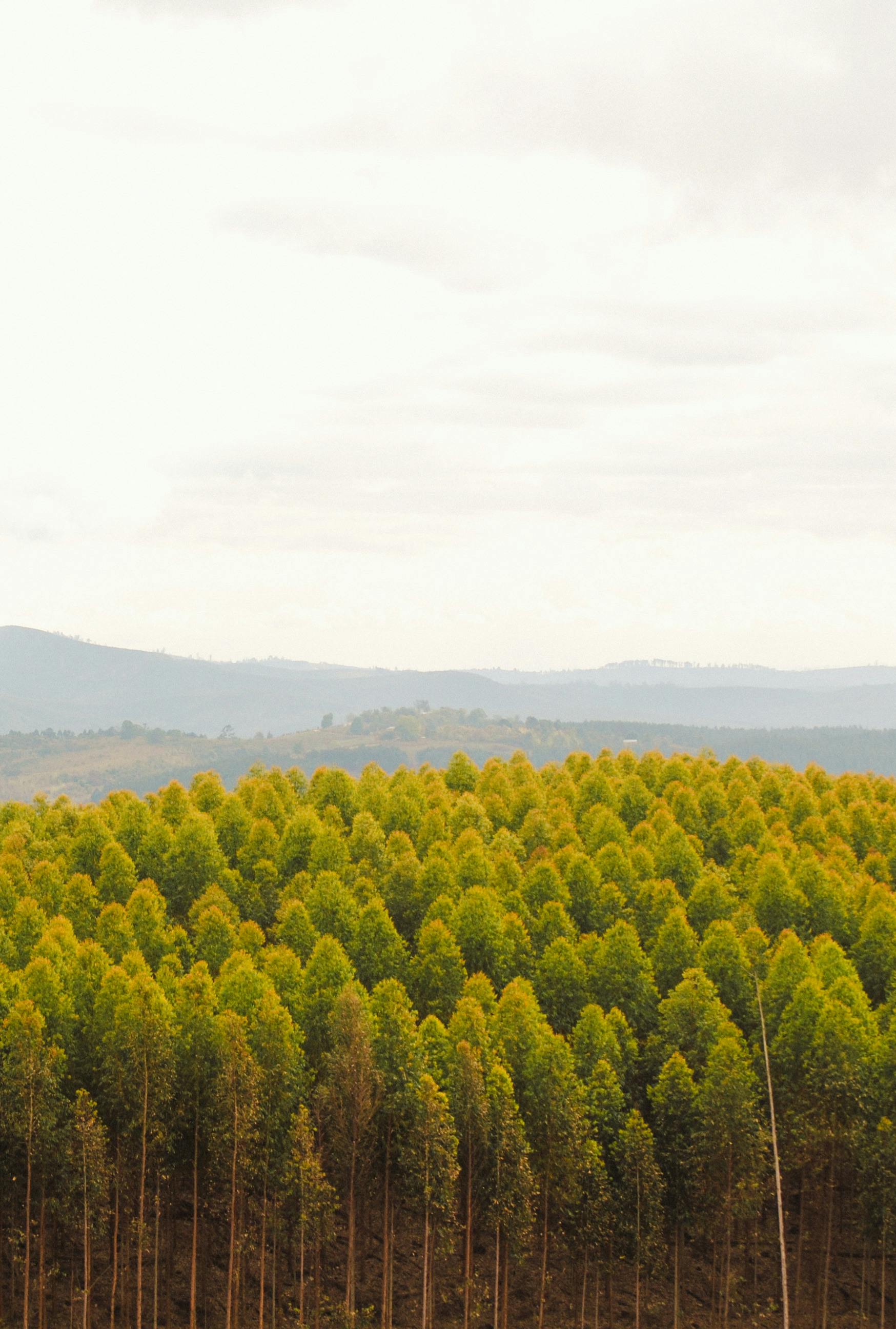 A forest with many trees and mountains in the background · Free Stock Photo