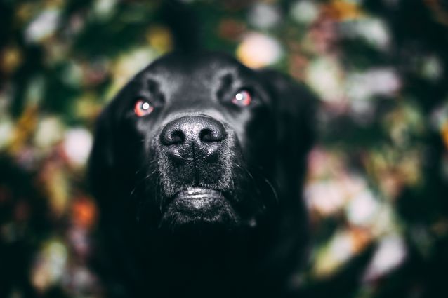 Unmasking Fang: What Kind of Dog is Fang in Harry Potter?