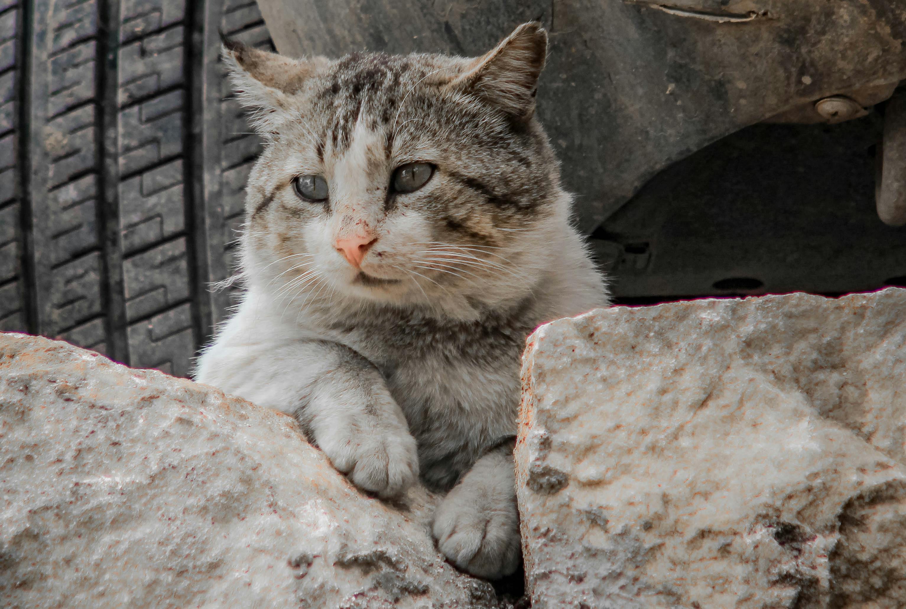 Cats Of Syria Photos, Download The BEST Free Cats Of Syria Stock Photos ...