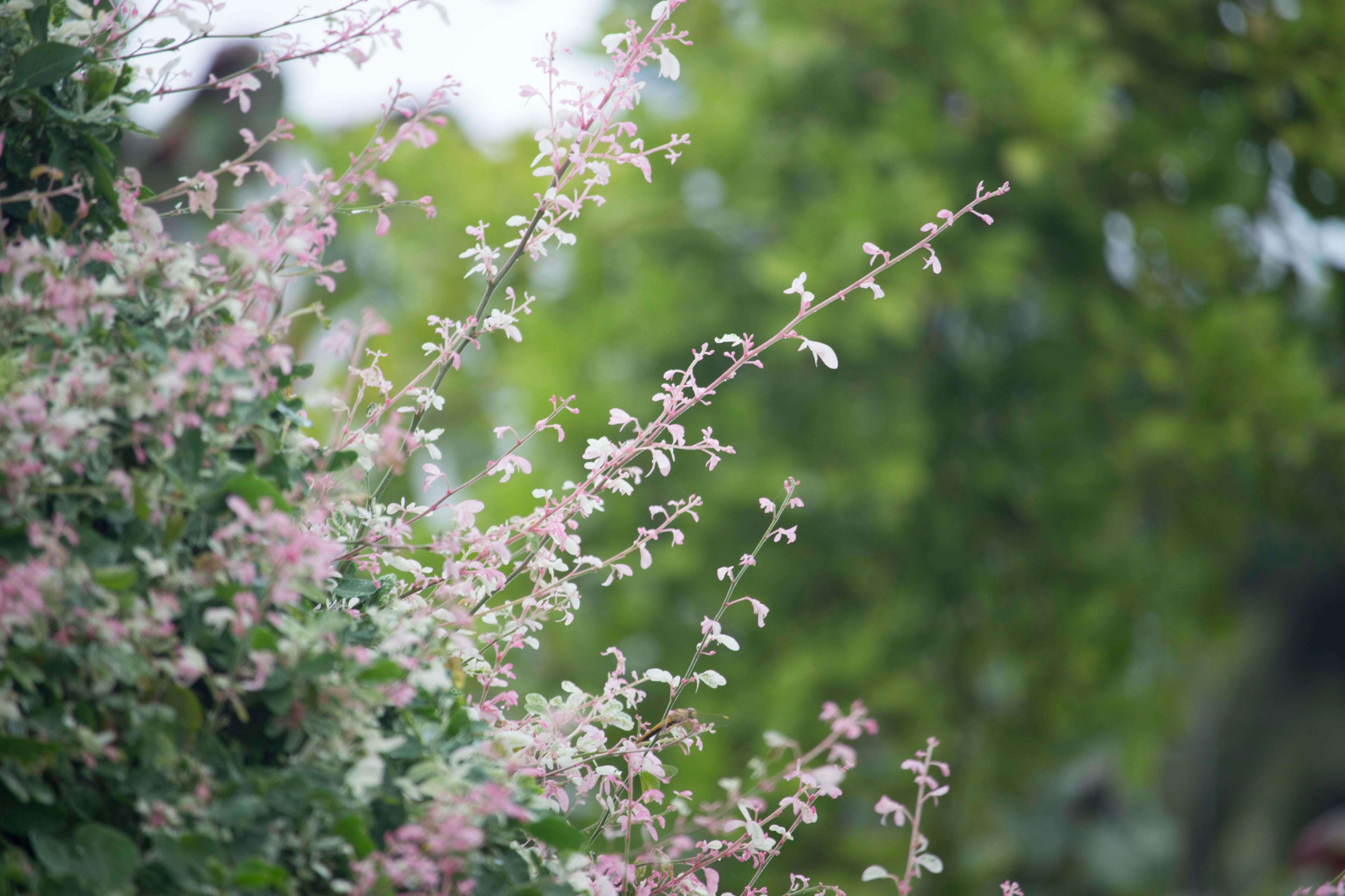 Pink Petaled Flower during Daytime · Free Stock Photo Pink Petaled Flower during Daytime · Free Stock Photo