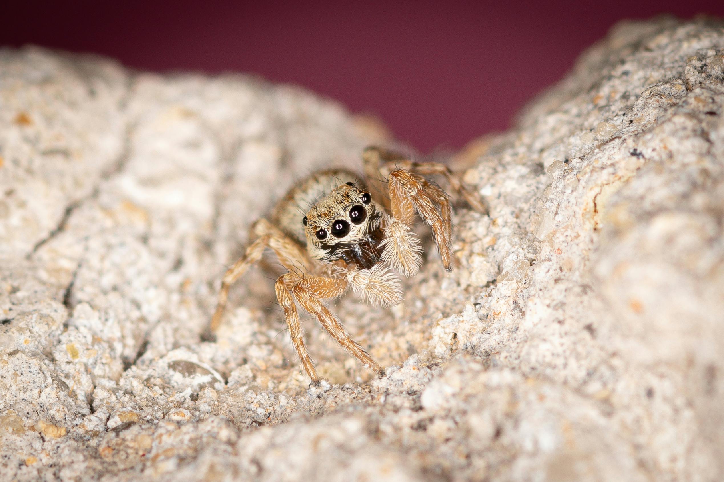 Evarcha Spider in Nature · Free Stock Photo