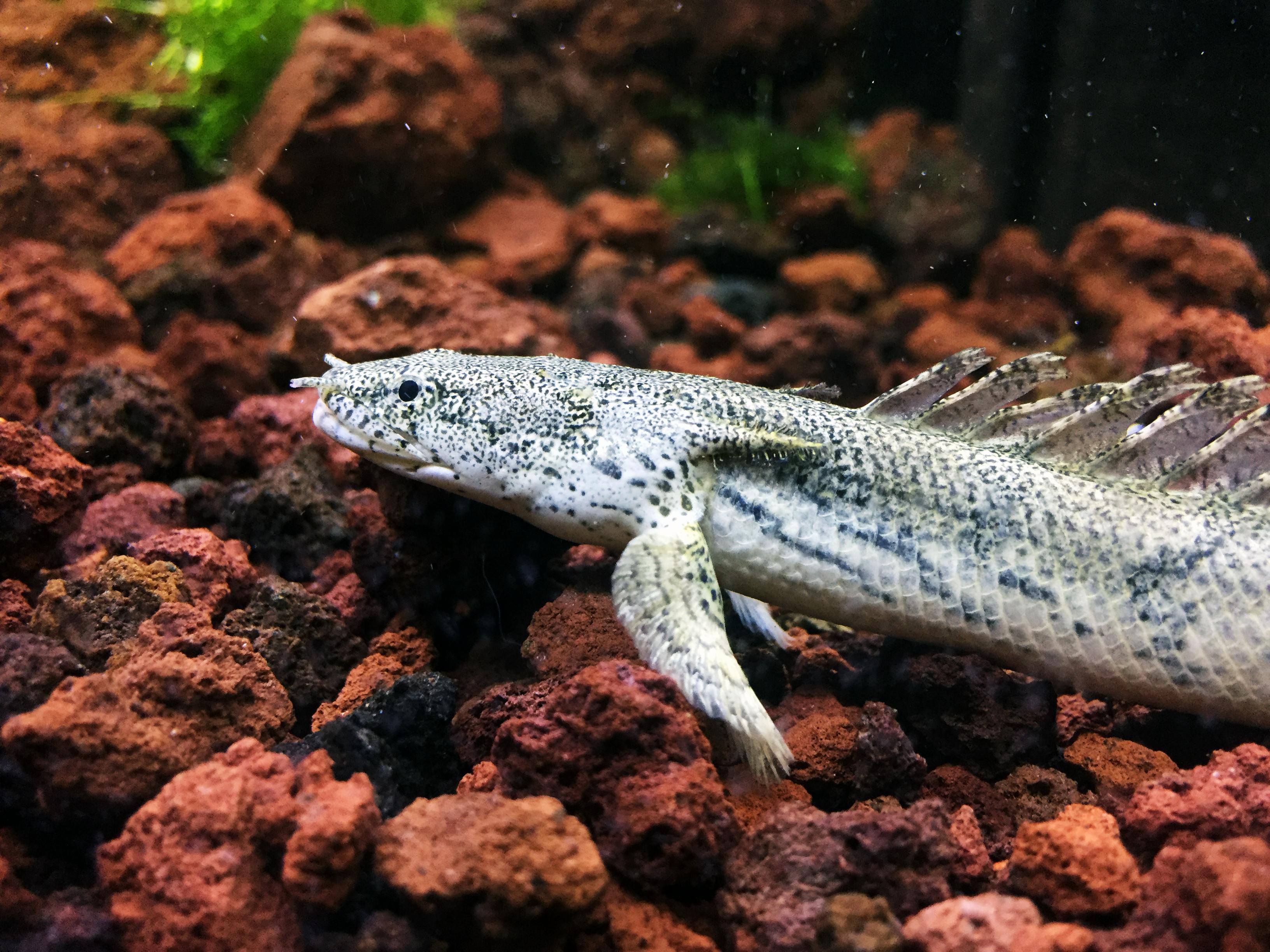 Bichir Fish in Aquarium - Setup, Care and Feeding - SeaFish