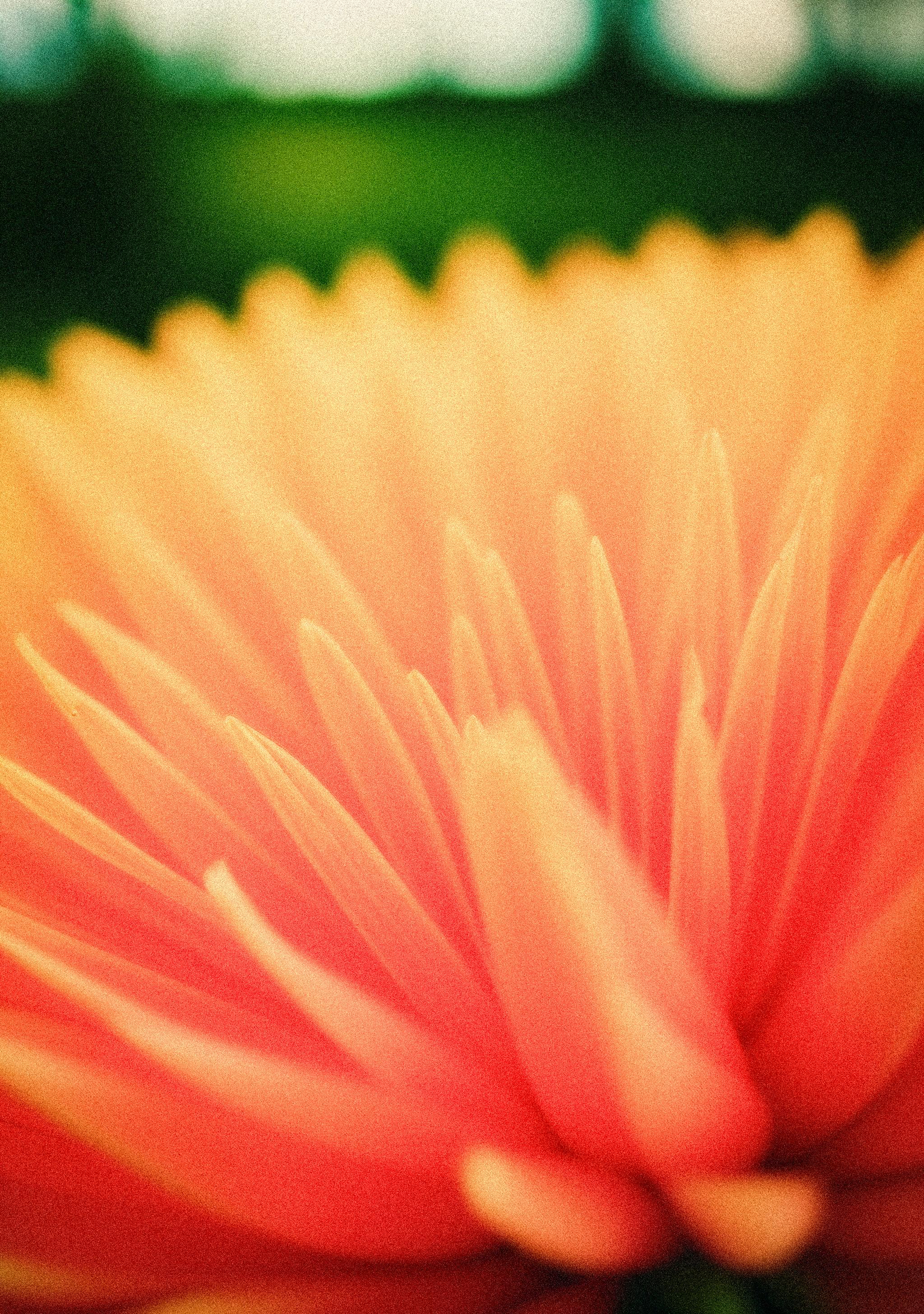 Macro Photography of Flower · Free Stock Photo