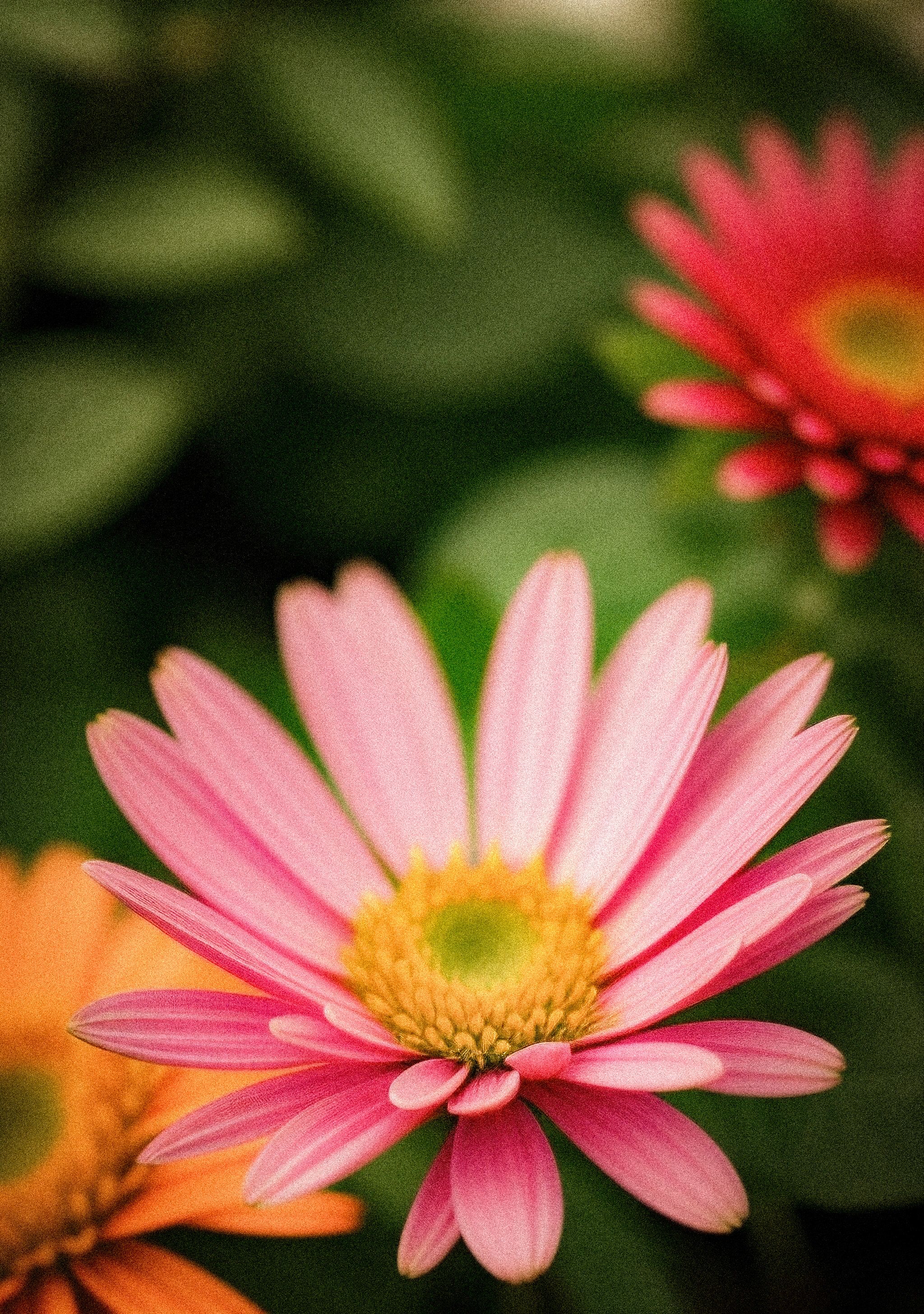 Gerberas Wallpaper Hd 35,300+ Red Gerbera Daisy Stock Photos, Pictures