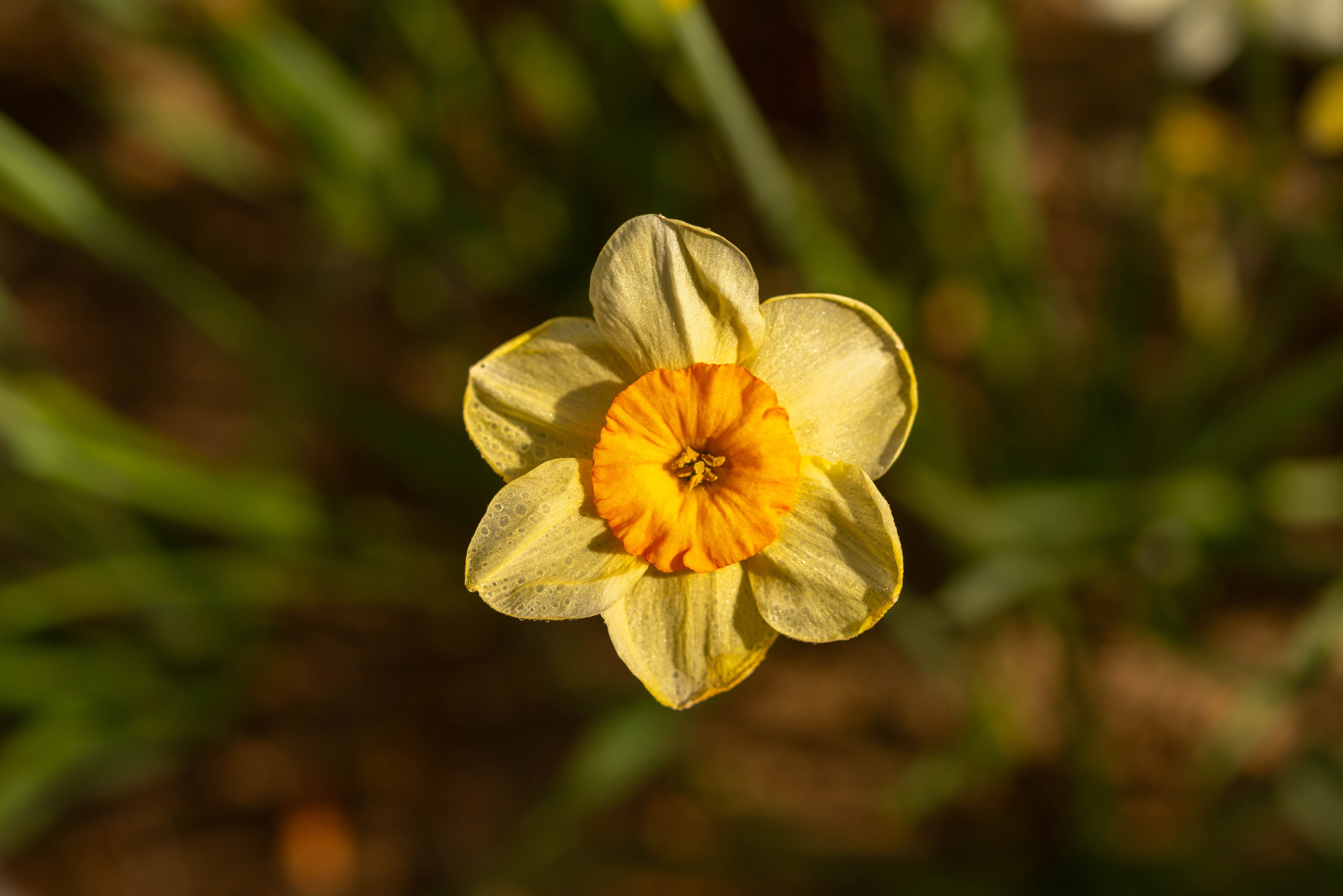 flower · Free Stock Photo