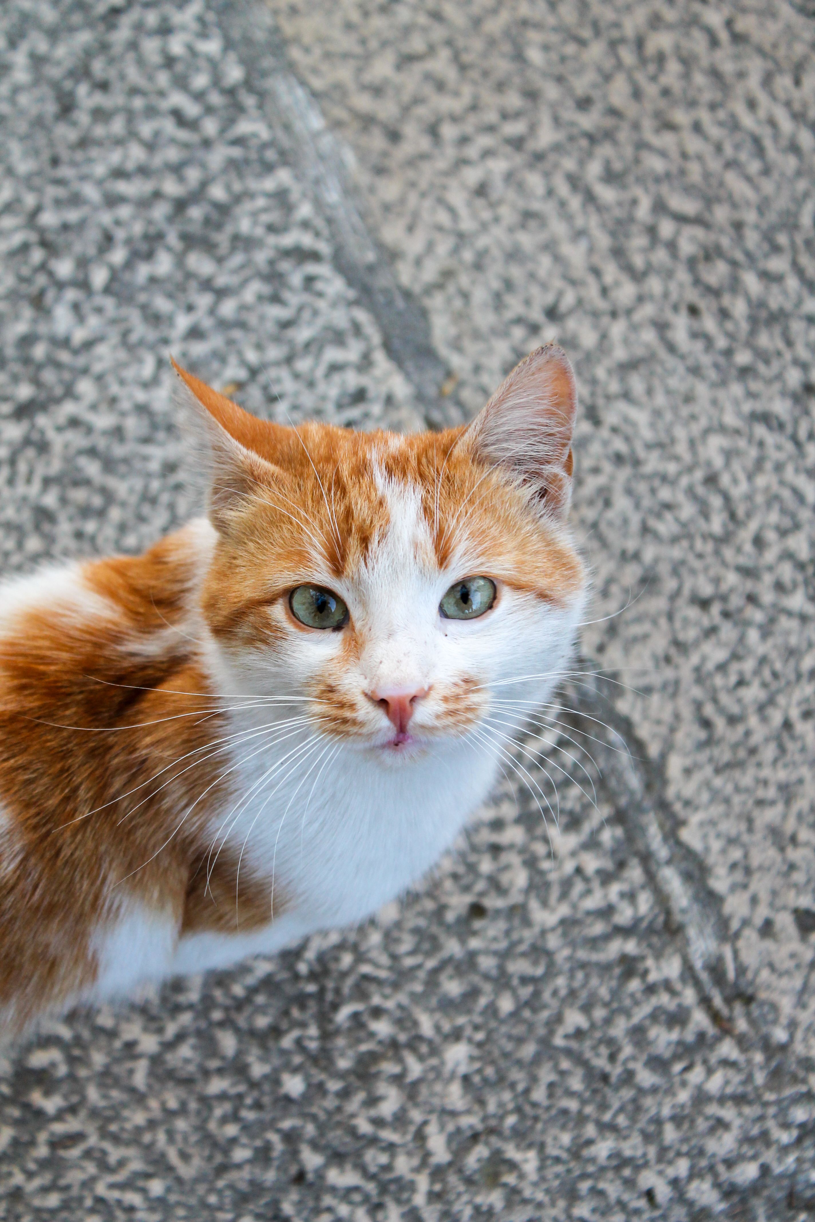 Top View of Cat Looking Up · Free Stock Photo