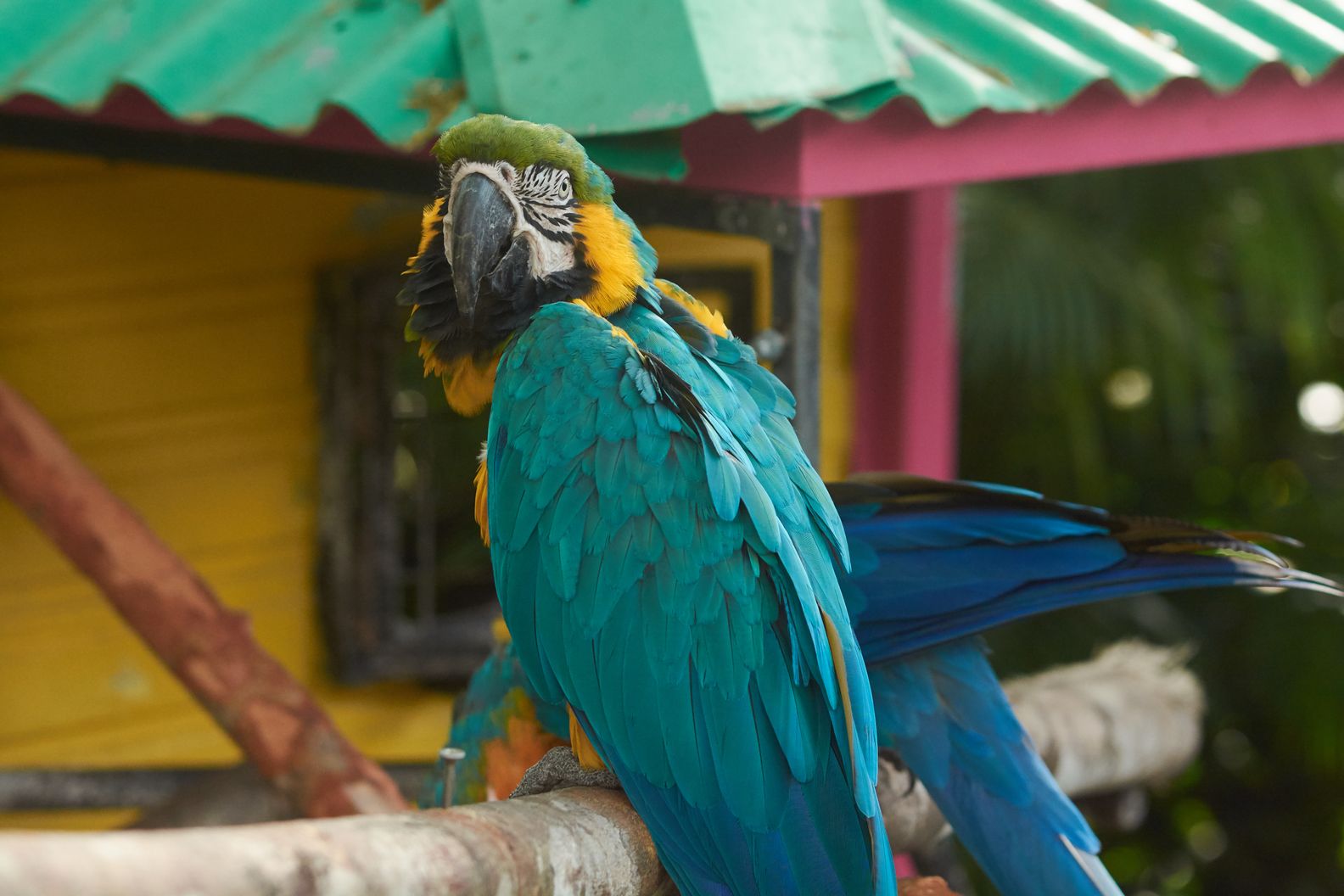 Discover Birds Native to Australia and Their Amazing Facts