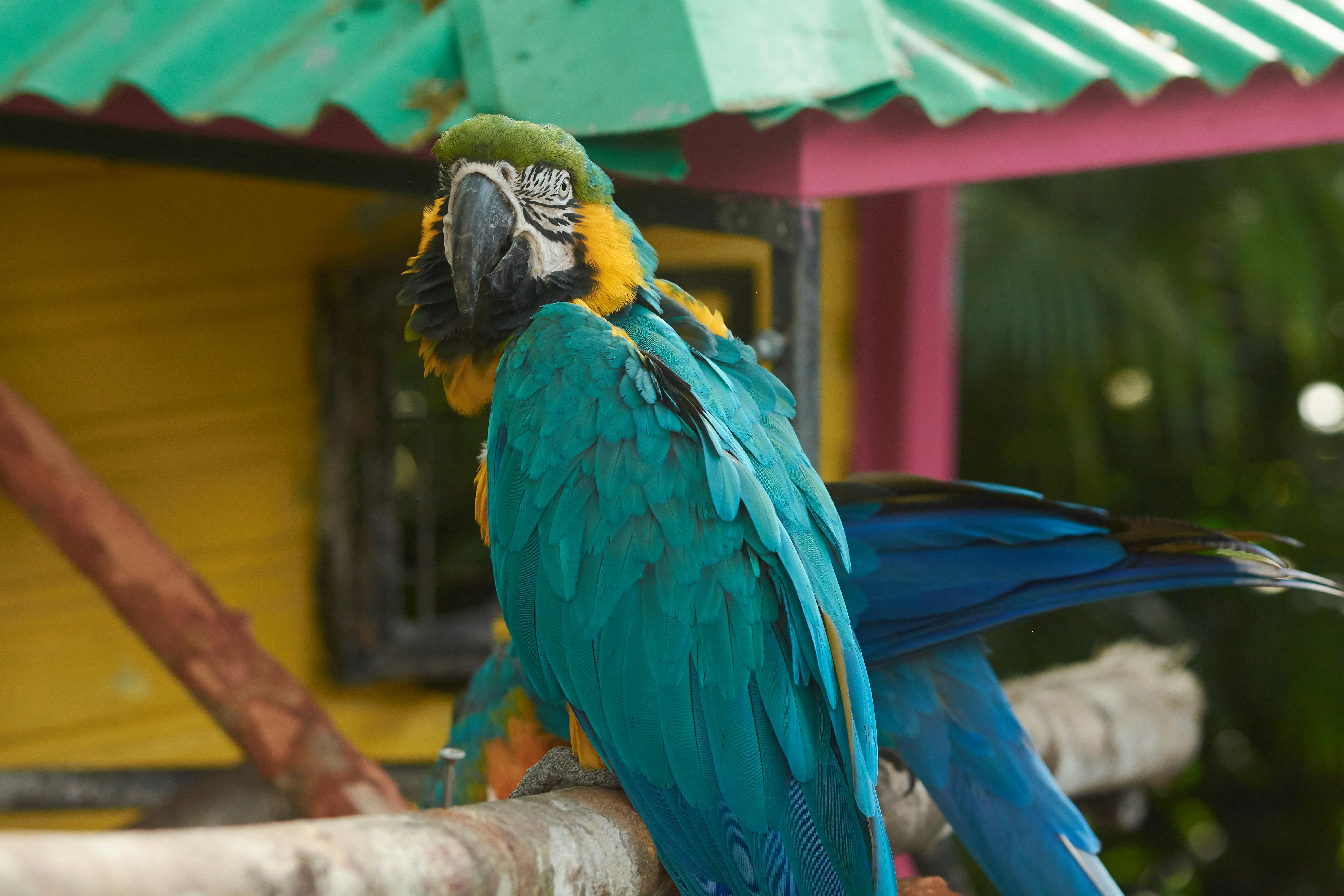 Parrot Perched on Wood · Free Stock Photo