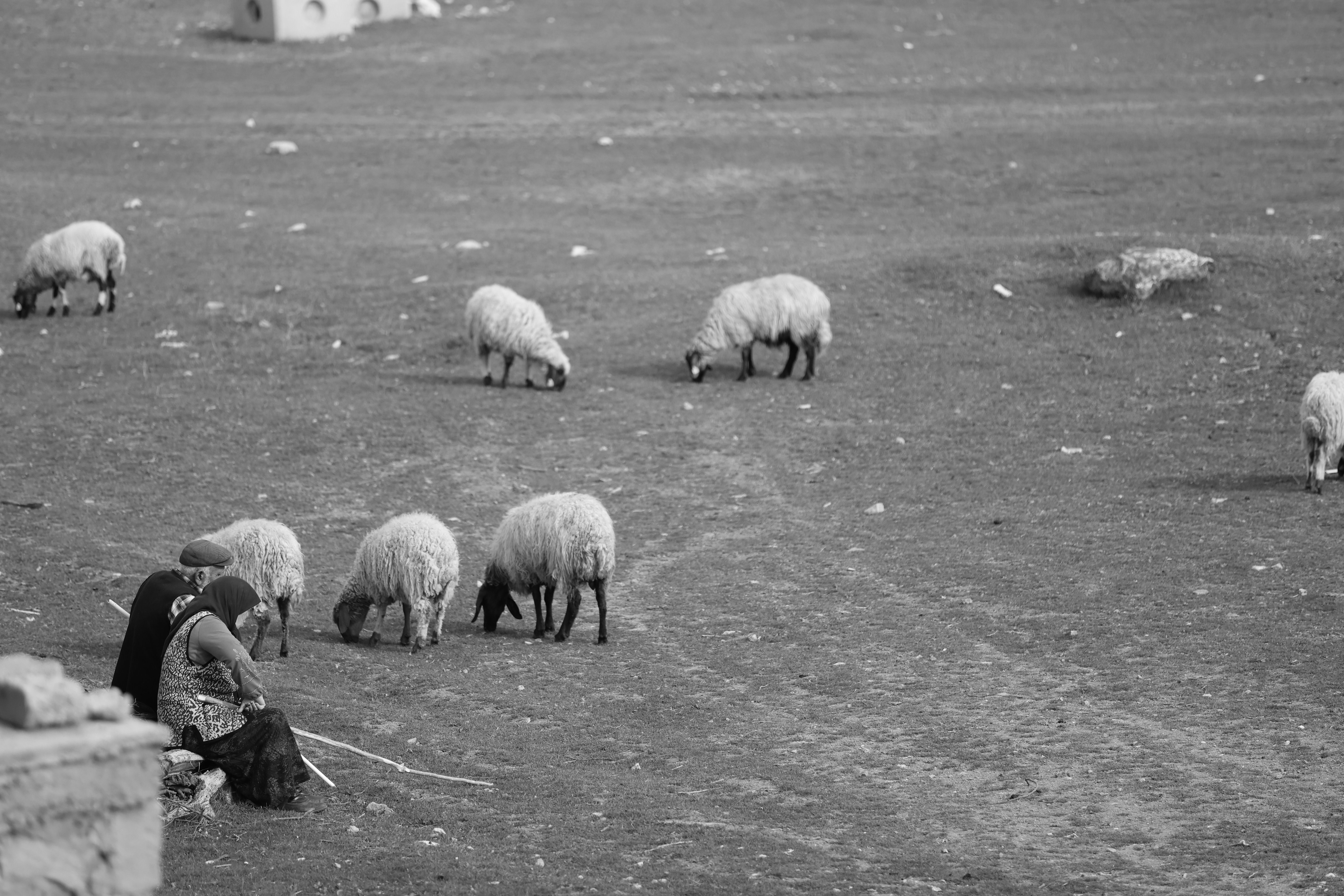 Elderly Woman and Man Sitting with Flock of Sheep · Free Stock Photo