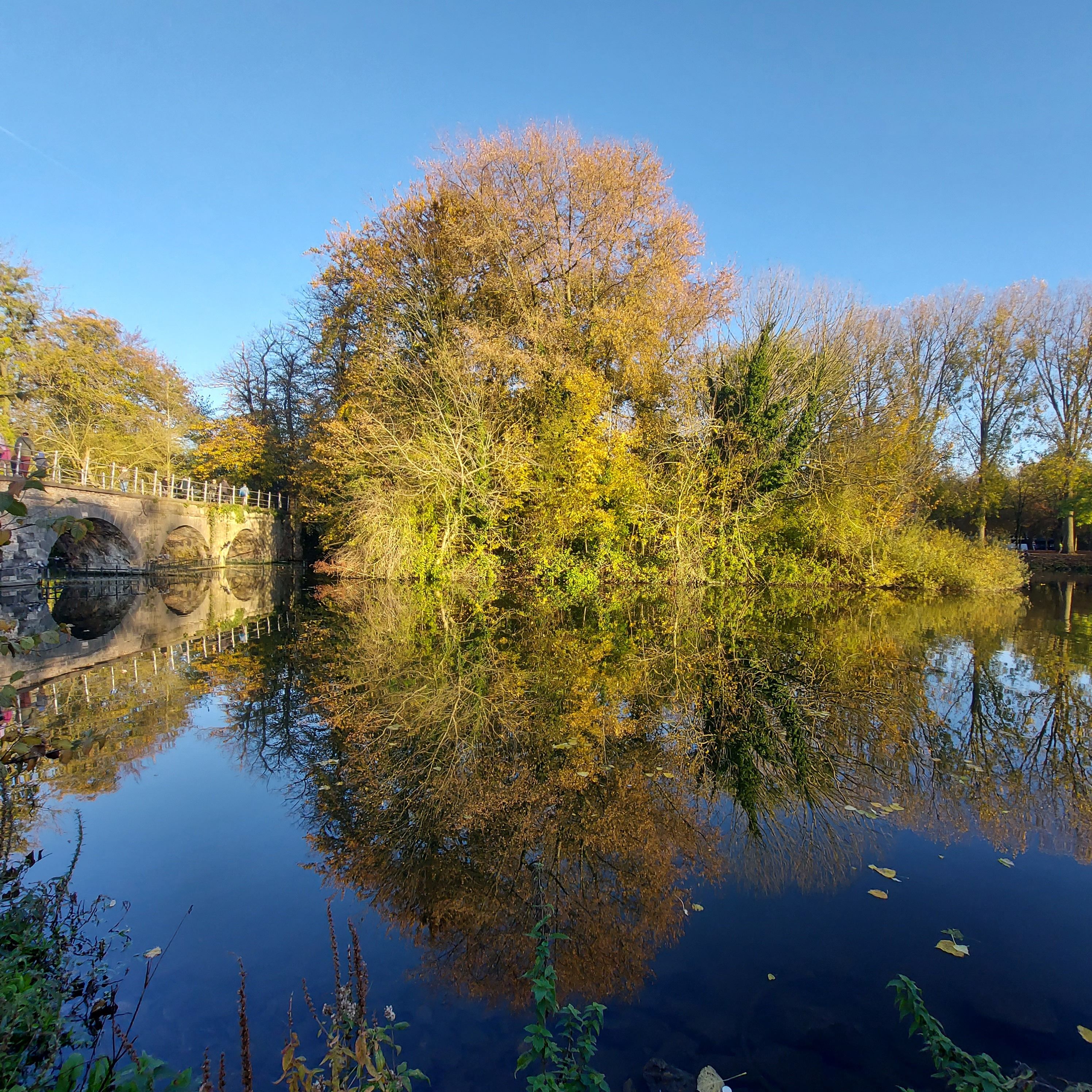 Reflection of a Tree on a River · Free Stock Photo