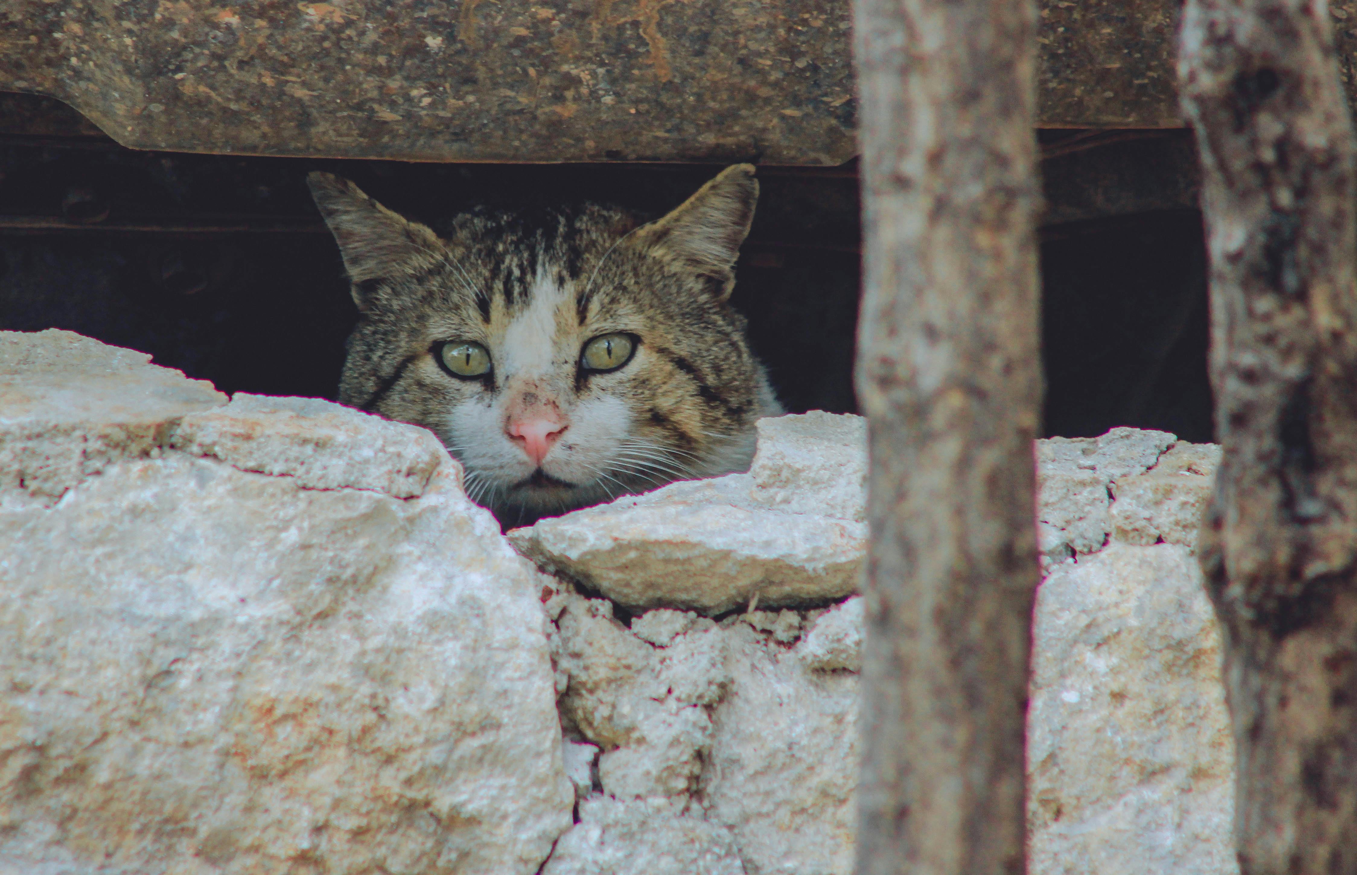 Cat Peeking Behind Rocks · Free Stock Photo