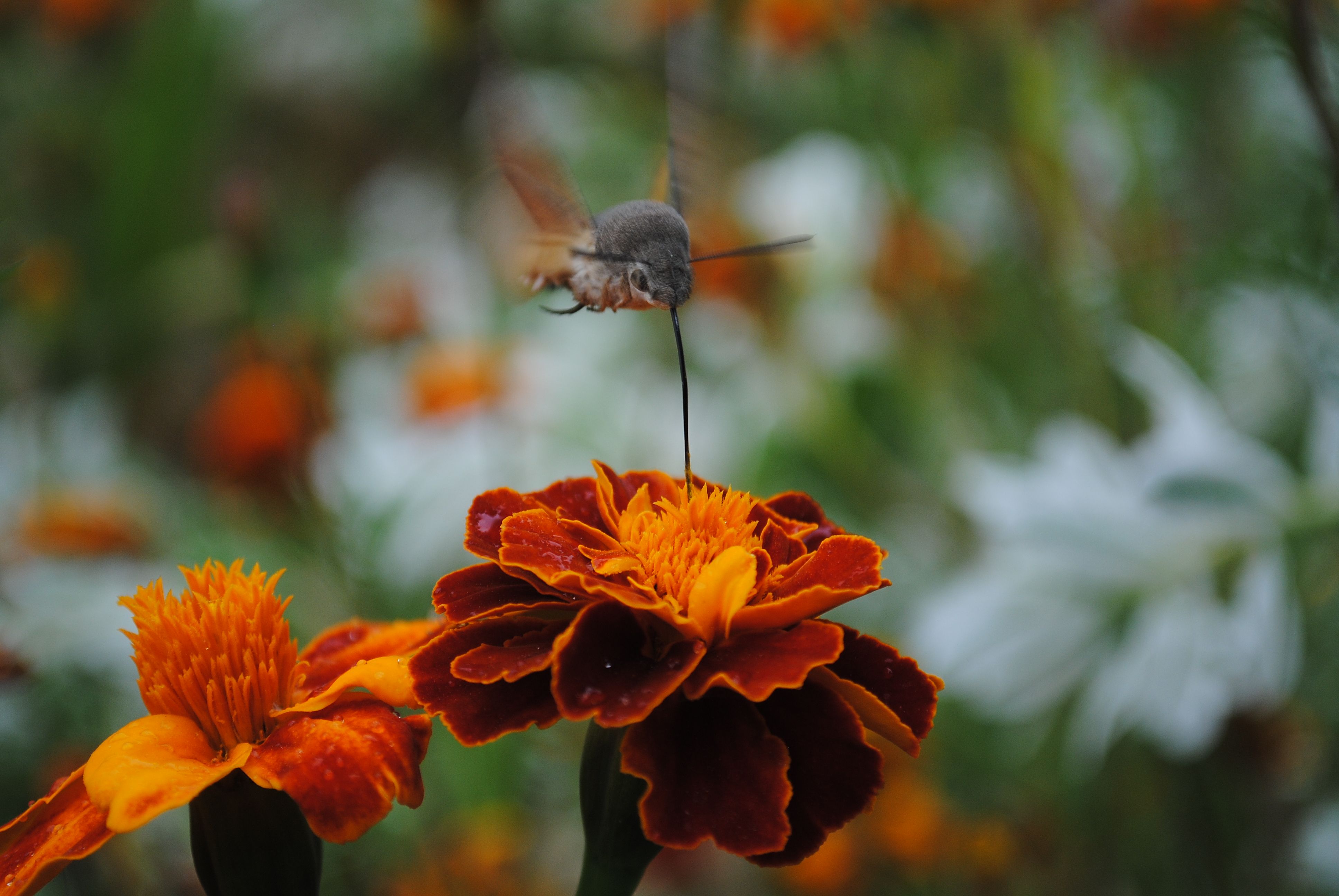Hummingbird Flying over Flowers · Free Stock Photo