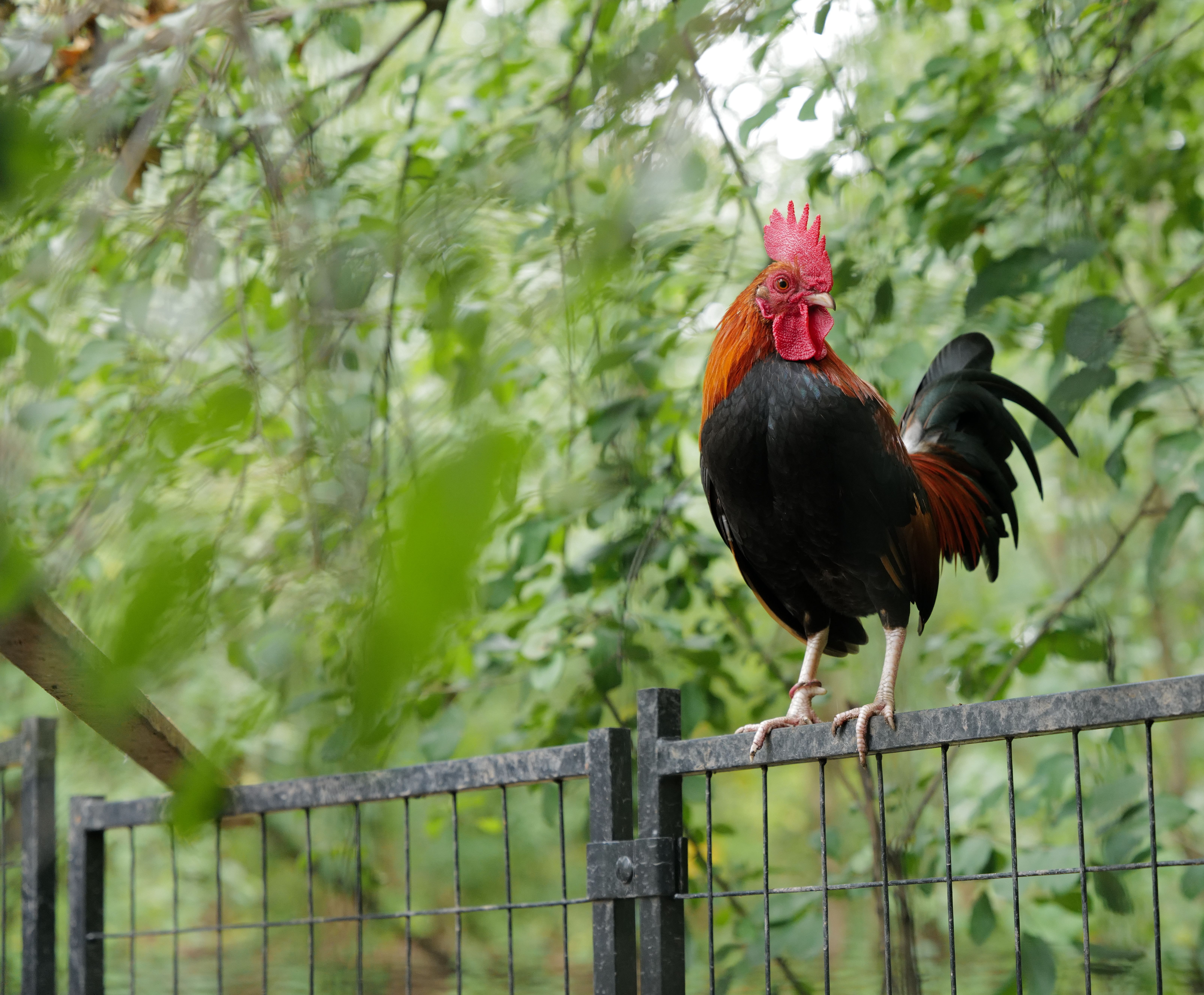 Rooster Standing on the Fence · Free Stock Photo