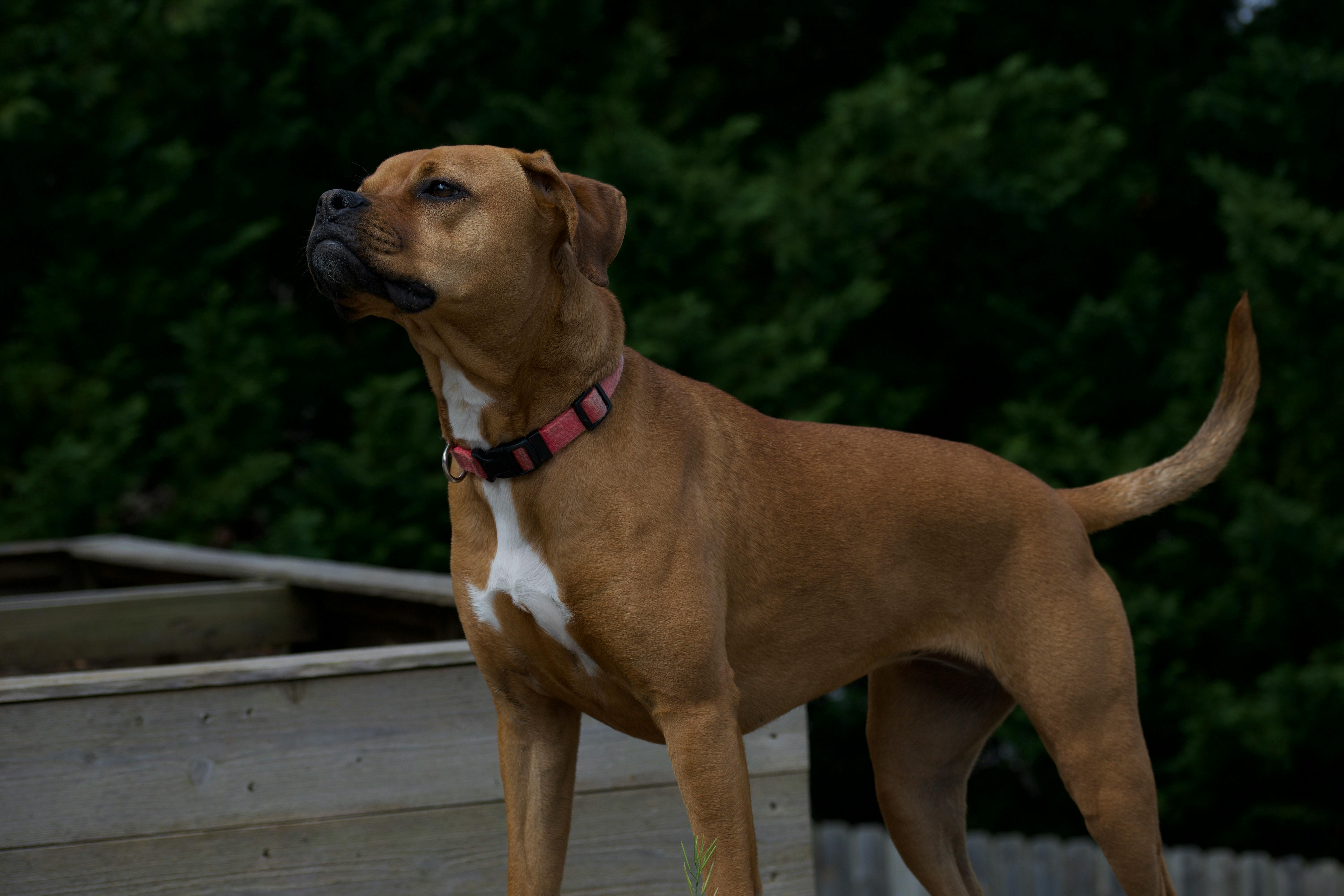 Dog with Tail Raised · Free Stock Photo