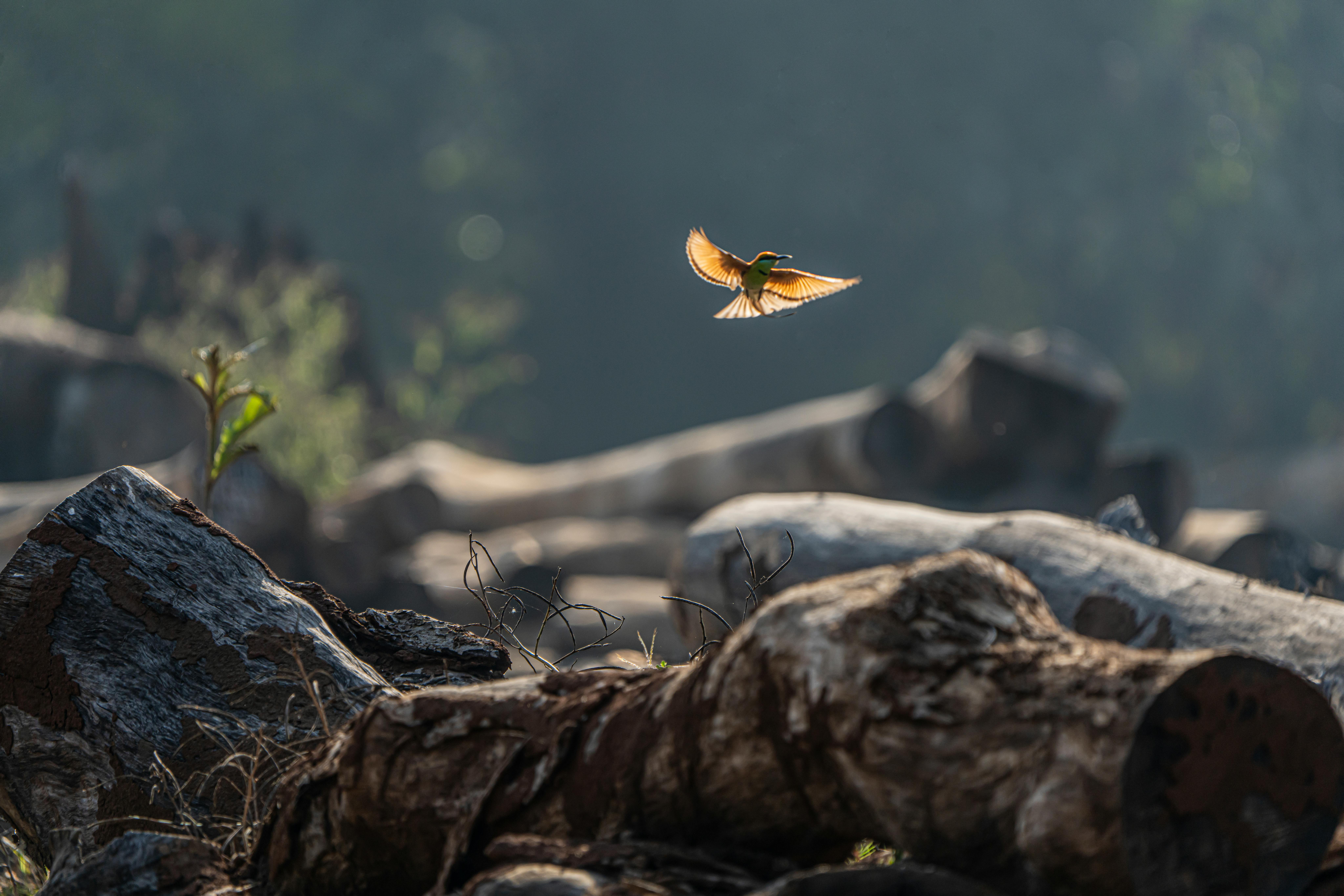 Bird Flying over Tree Trunks · Free Stock Photo