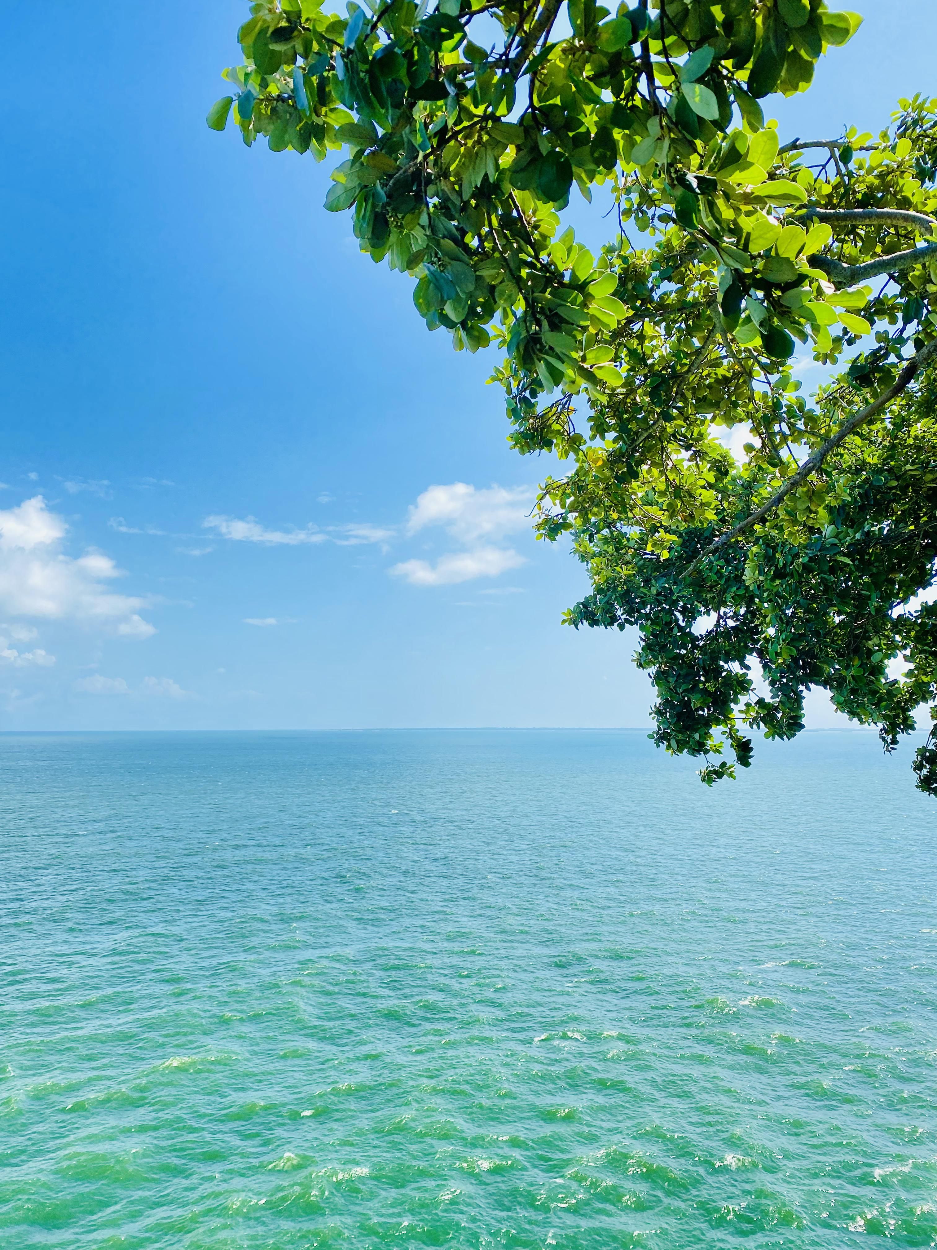A view of the ocean from a tree · Free Stock Photo