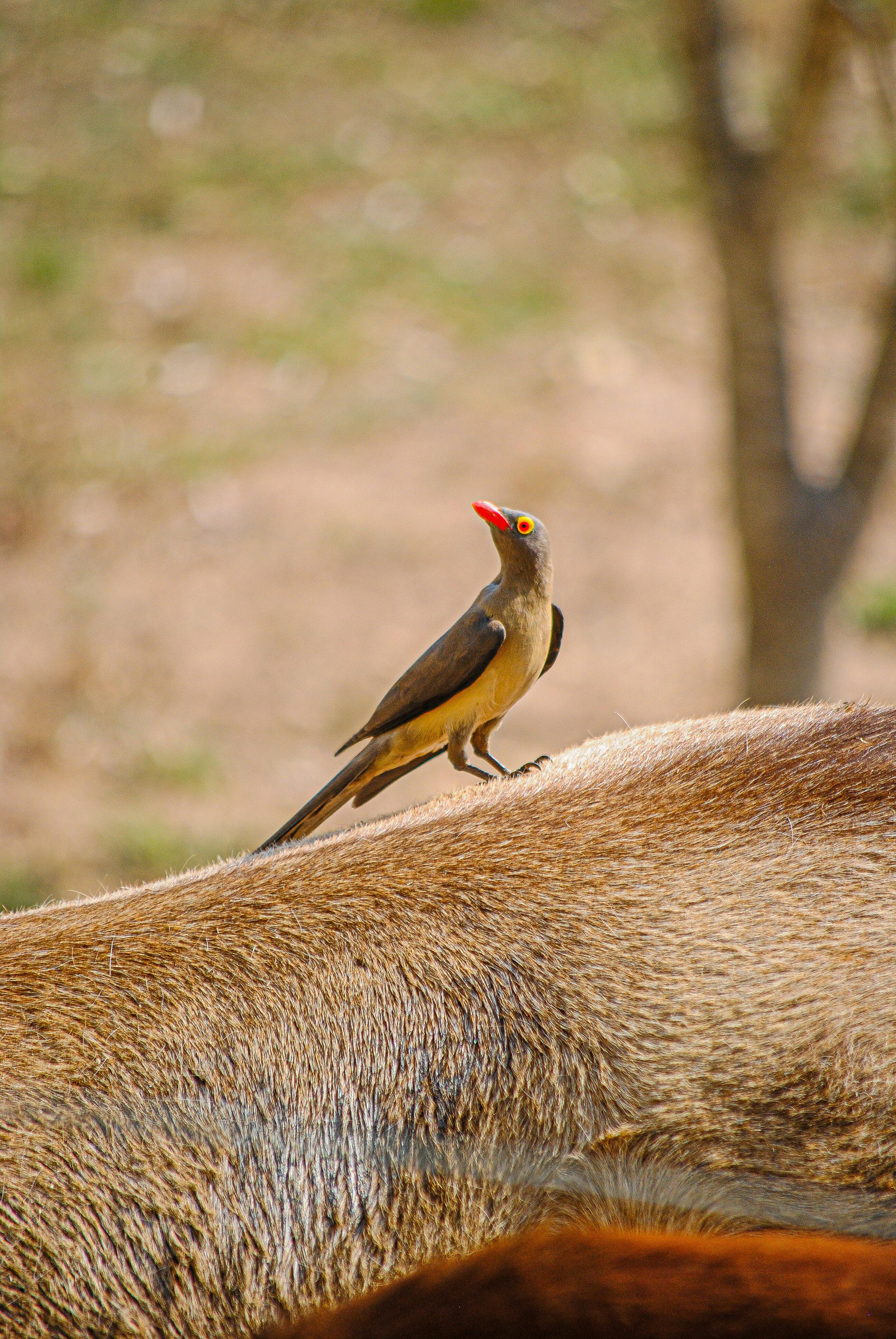 Red-billed Oxpecker on Animal · Free Stock Photo