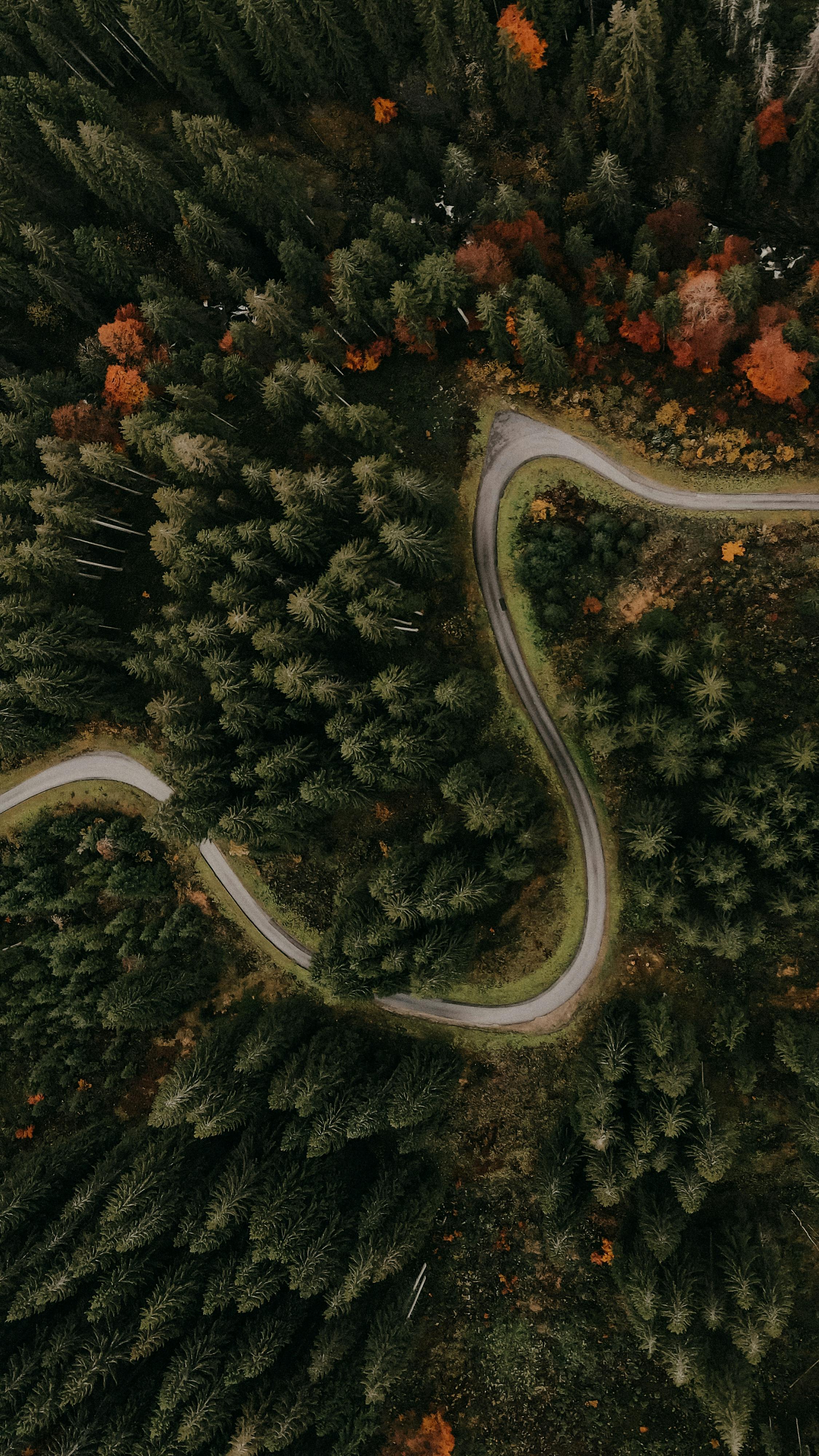 Birds Eye View of Road and Deep Forest · Free Stock Photo