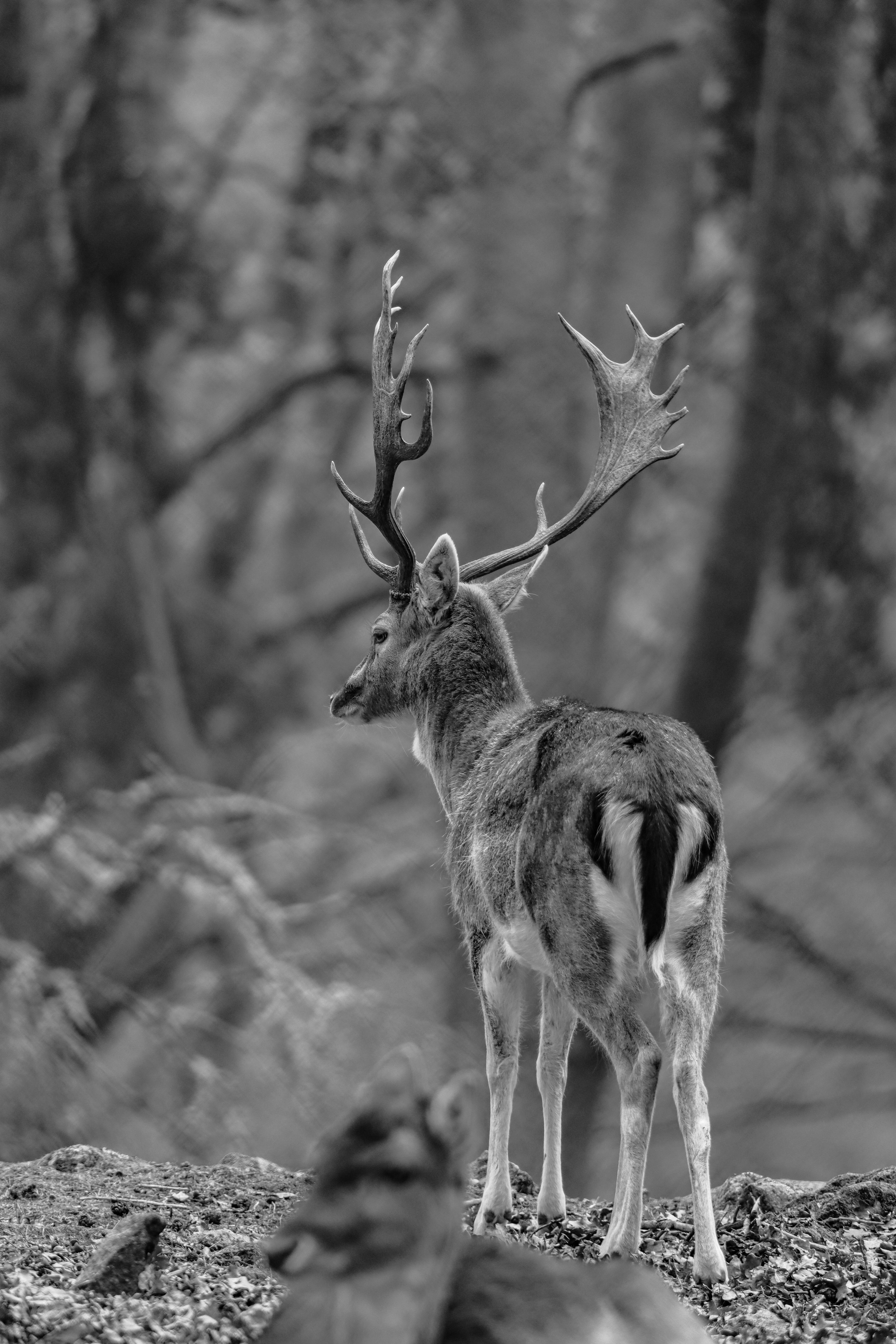 Stag Sweden Photos, Download The BEST Free Stag Sweden Stock Photos ...