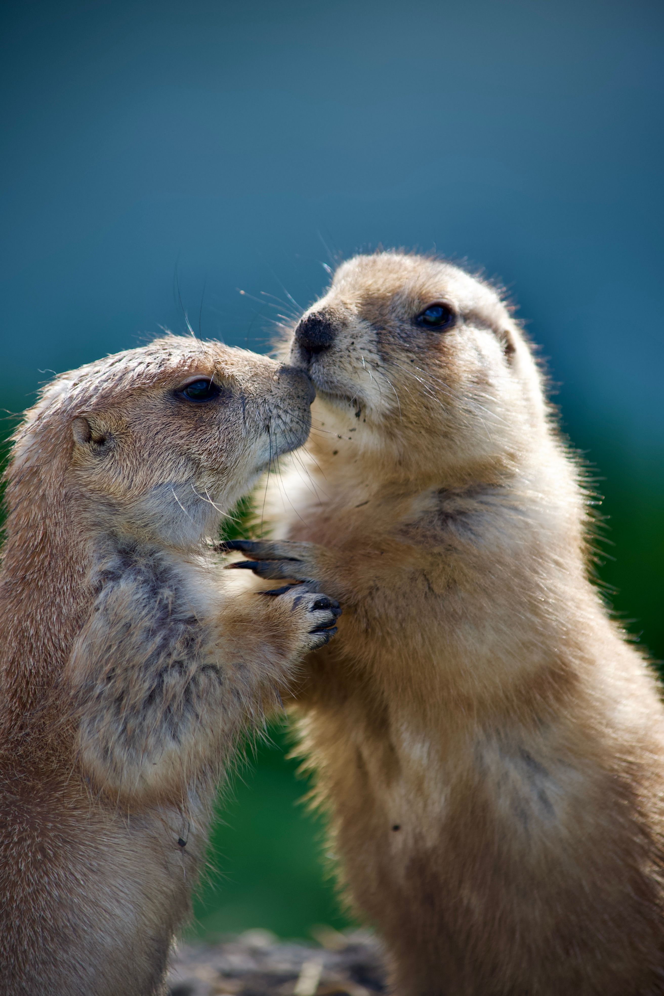 Close-up of Two Mexican Prairie Dogs · Free Stock Photo