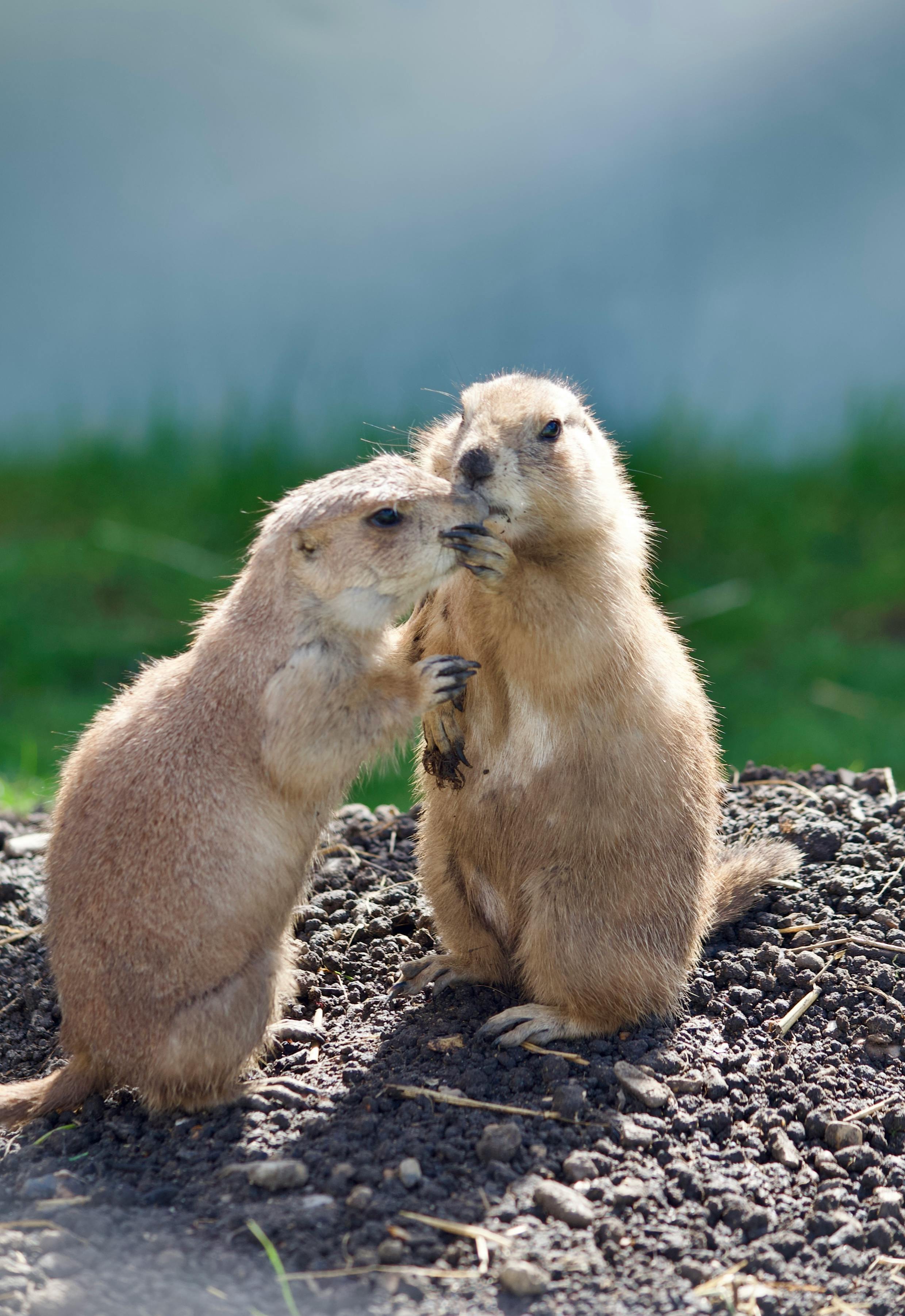 Close-up of Two Prairie Dogs · Free Stock Photo