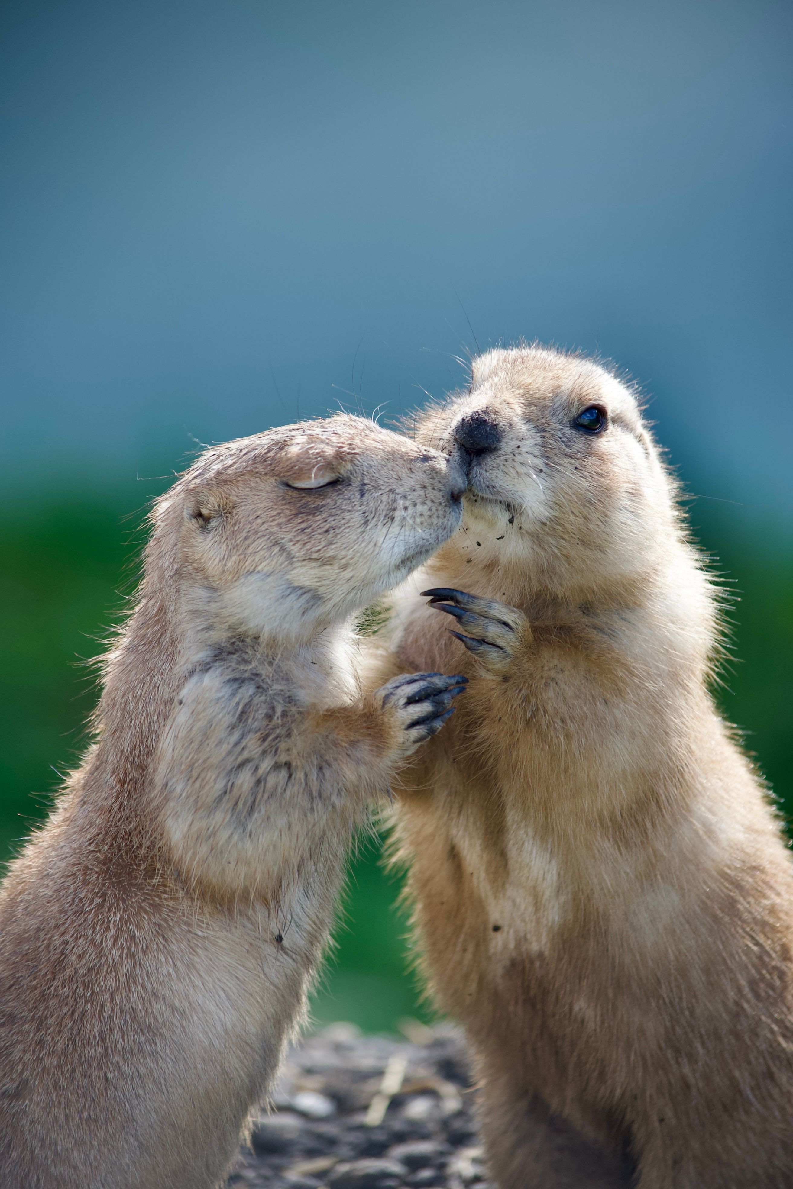 Close-up of Two Mexican Prairie Dogs · Free Stock Photo