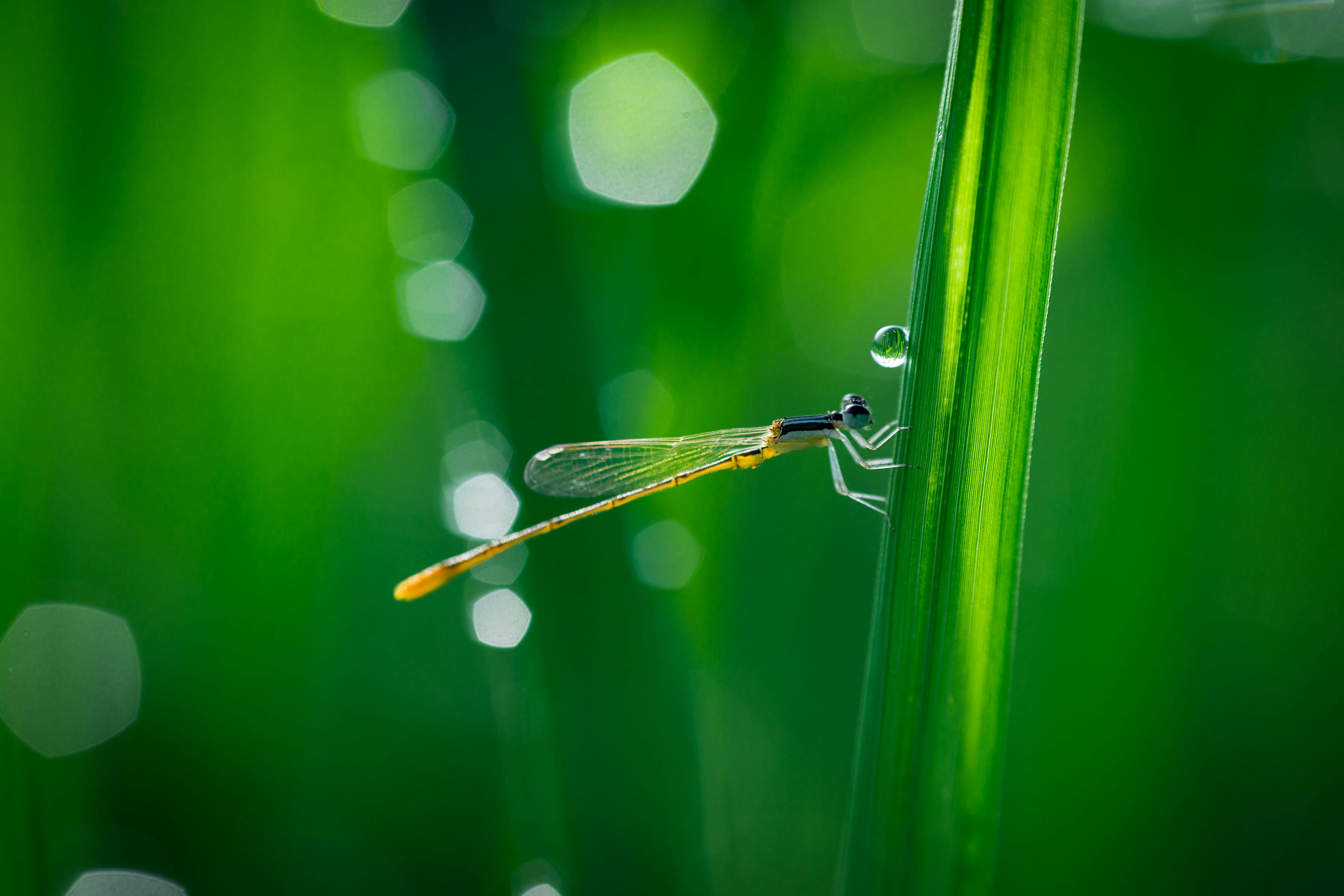 Dragonfly Photos, Download The BEST Free Dragonfly Stock Photos & HD Images