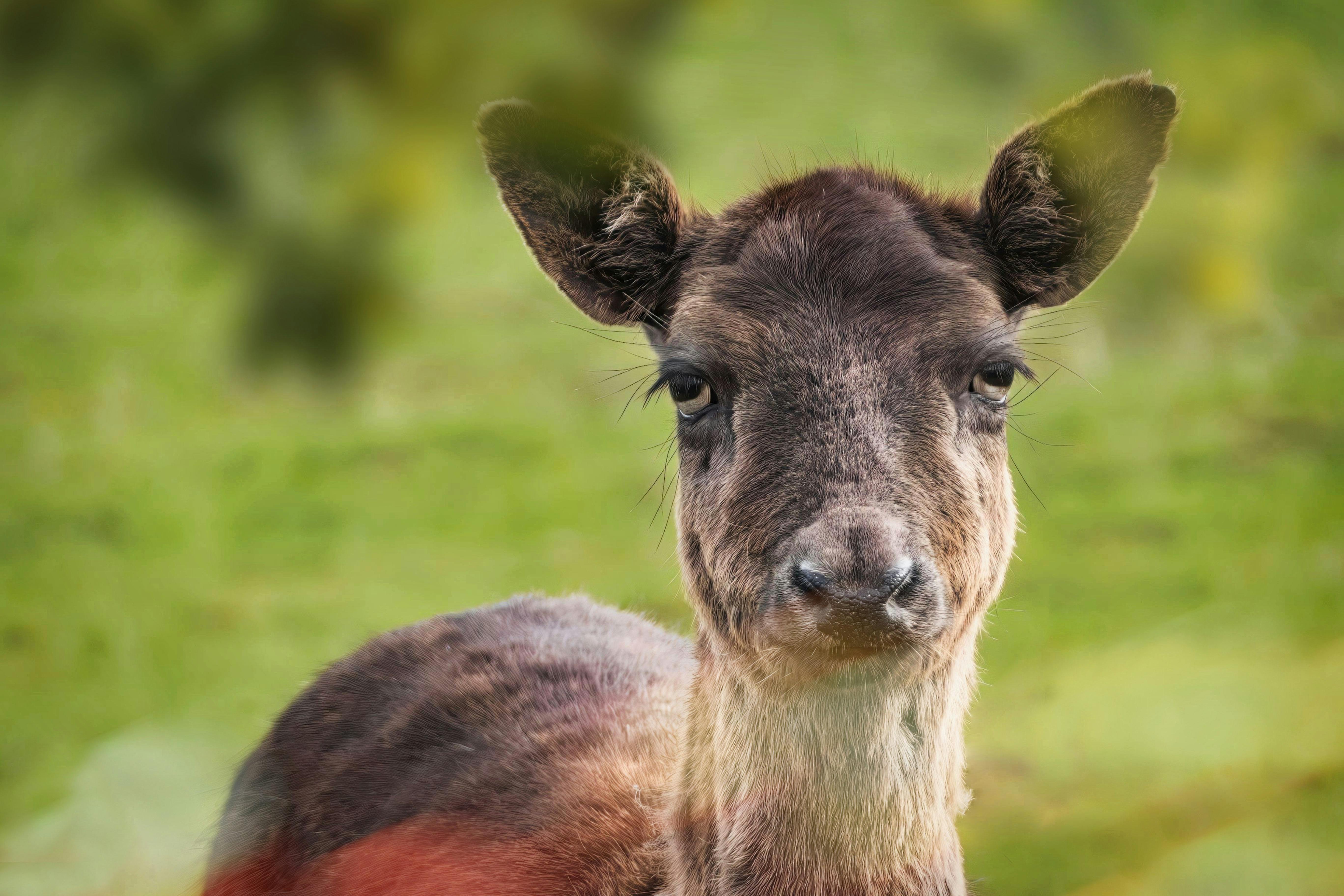Close-up of the Head of a Red Deer · Free Stock Photo