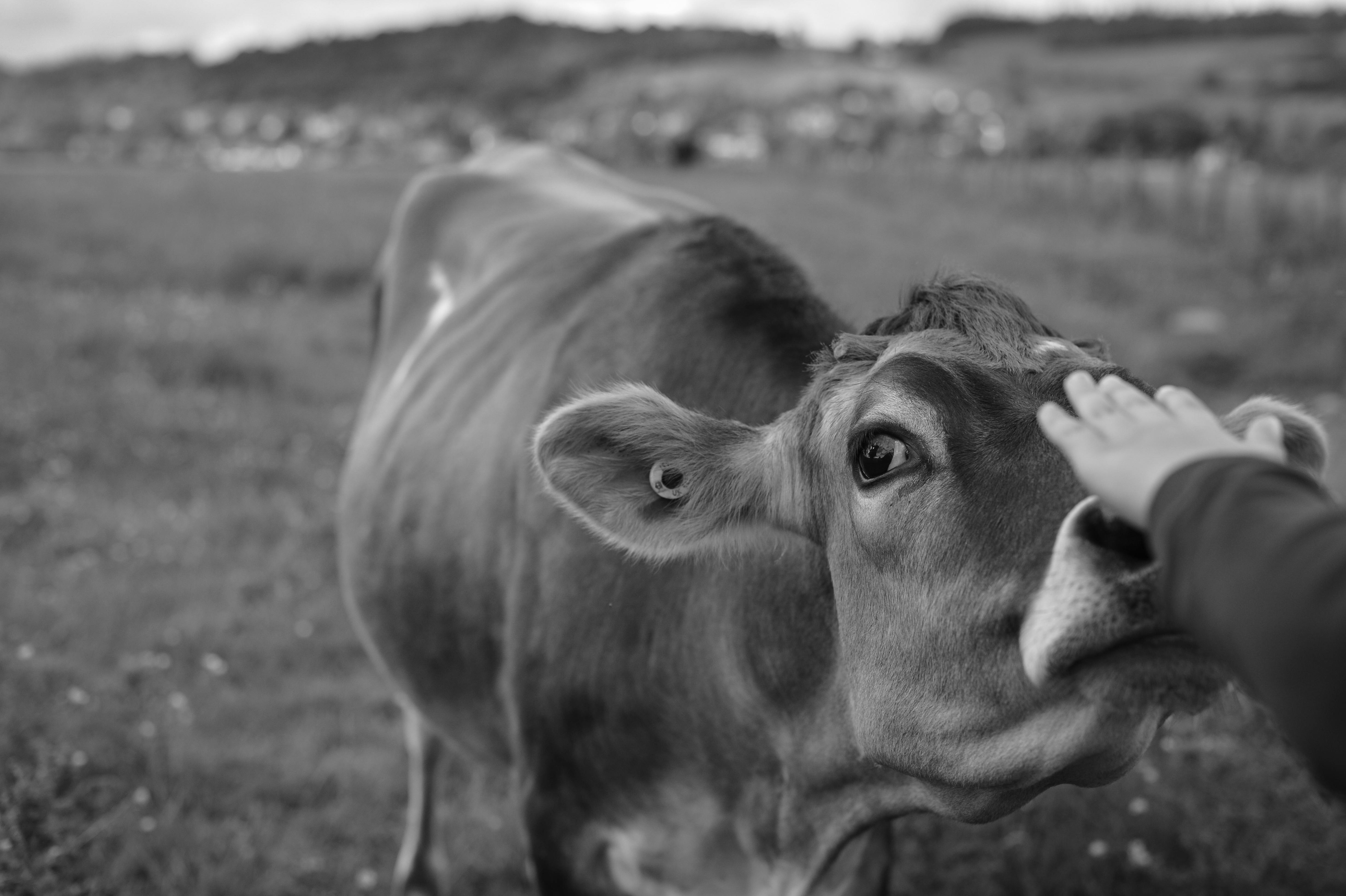 Person Hand Patting Cow · Free Stock Photo